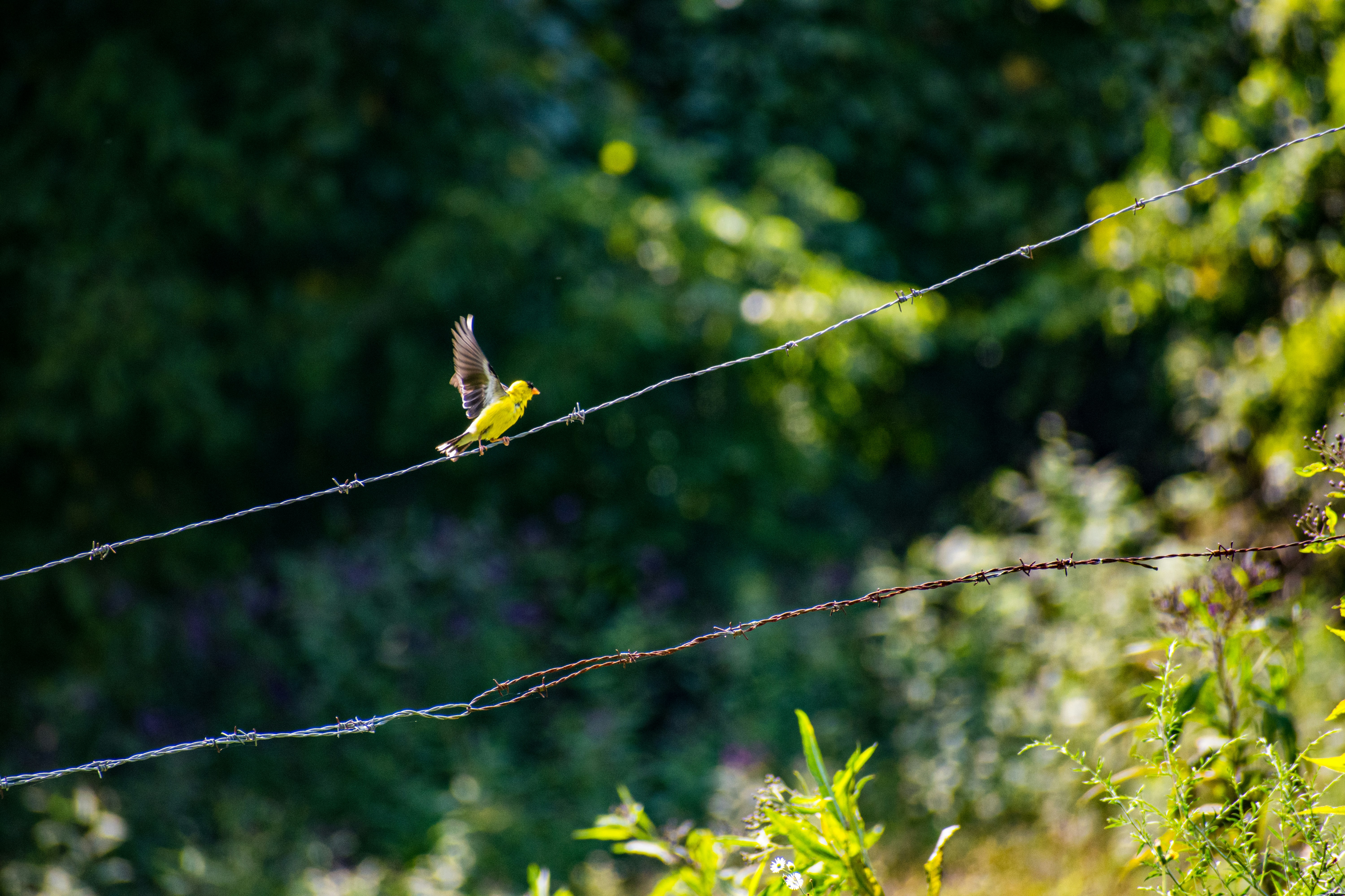 Yellow finch perched on barbed wire with blurred green foliage in the background. The scene captures the essence of nature's tranquility and avian beauty.