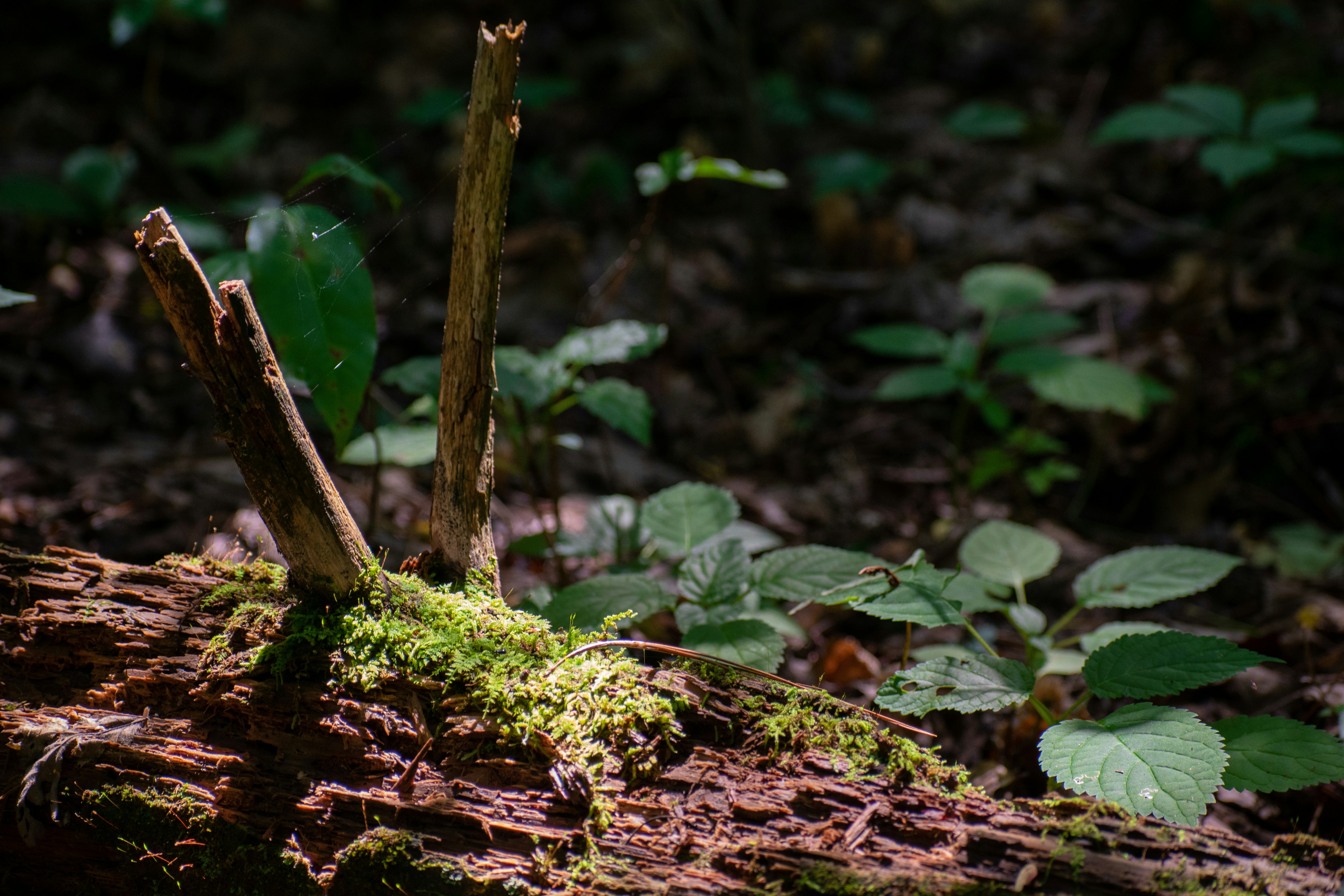 Moss-Laced Fallen Log on a Damp Forest Floor