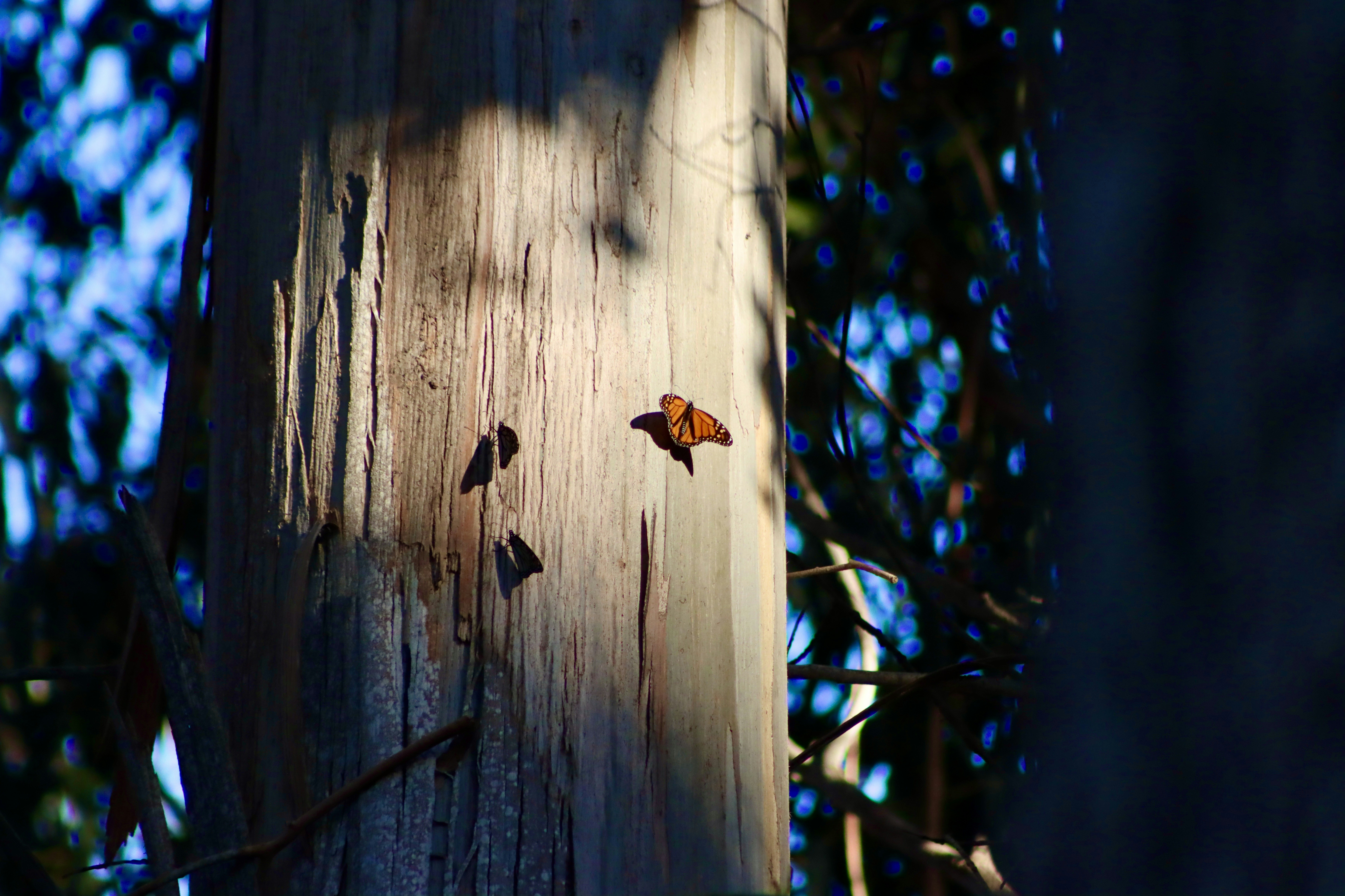 Amber Wings on Weathered Cedar: A Quiet Forest Moment in Dappled Light