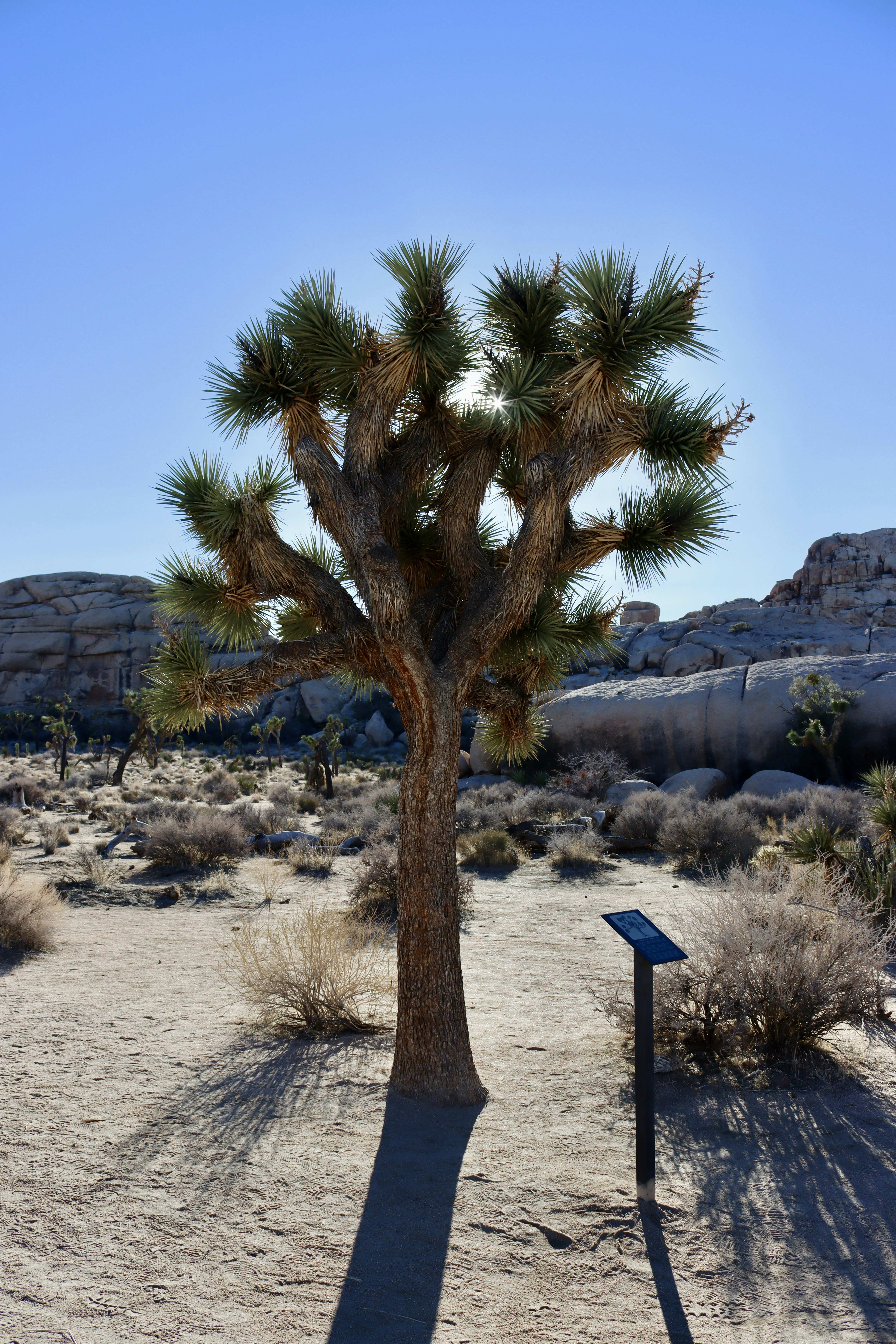 Foto zum Thema Ein Joshua-Baum mitten in der Wüste – Kostenloses Bild ...