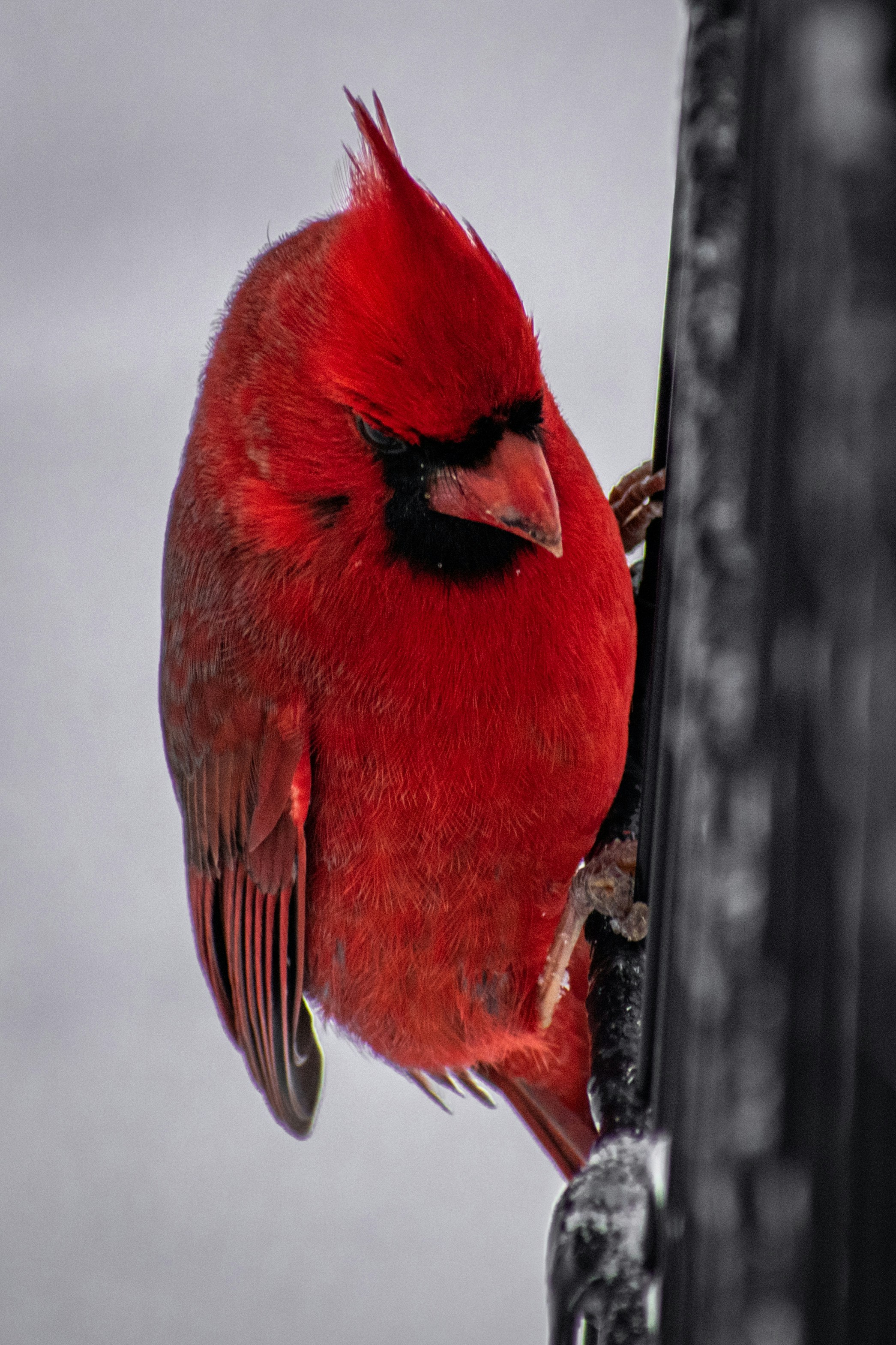 The Crimson Sentinel: A Cardinal's Winter Watch