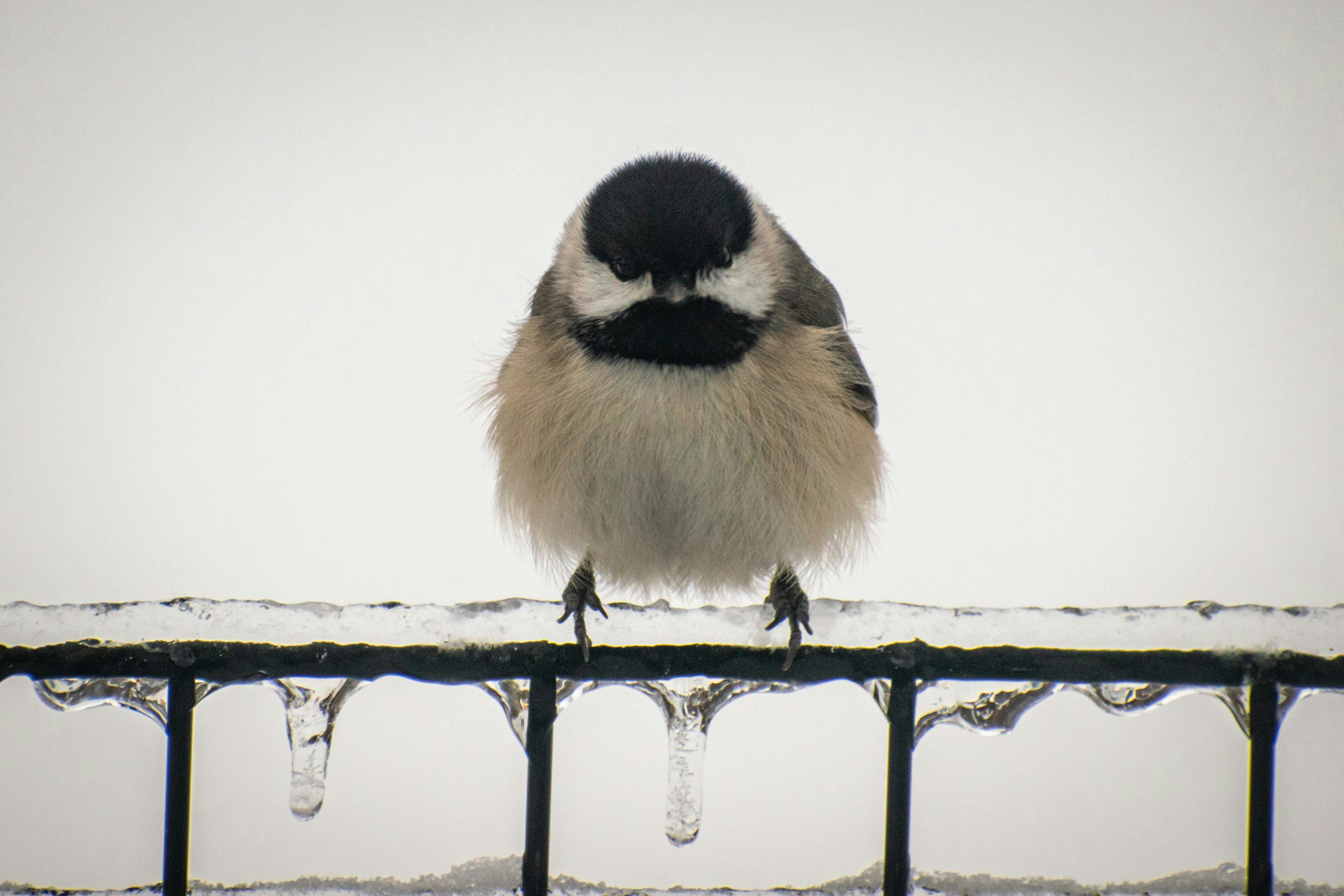 Perched on a Frosted Railing