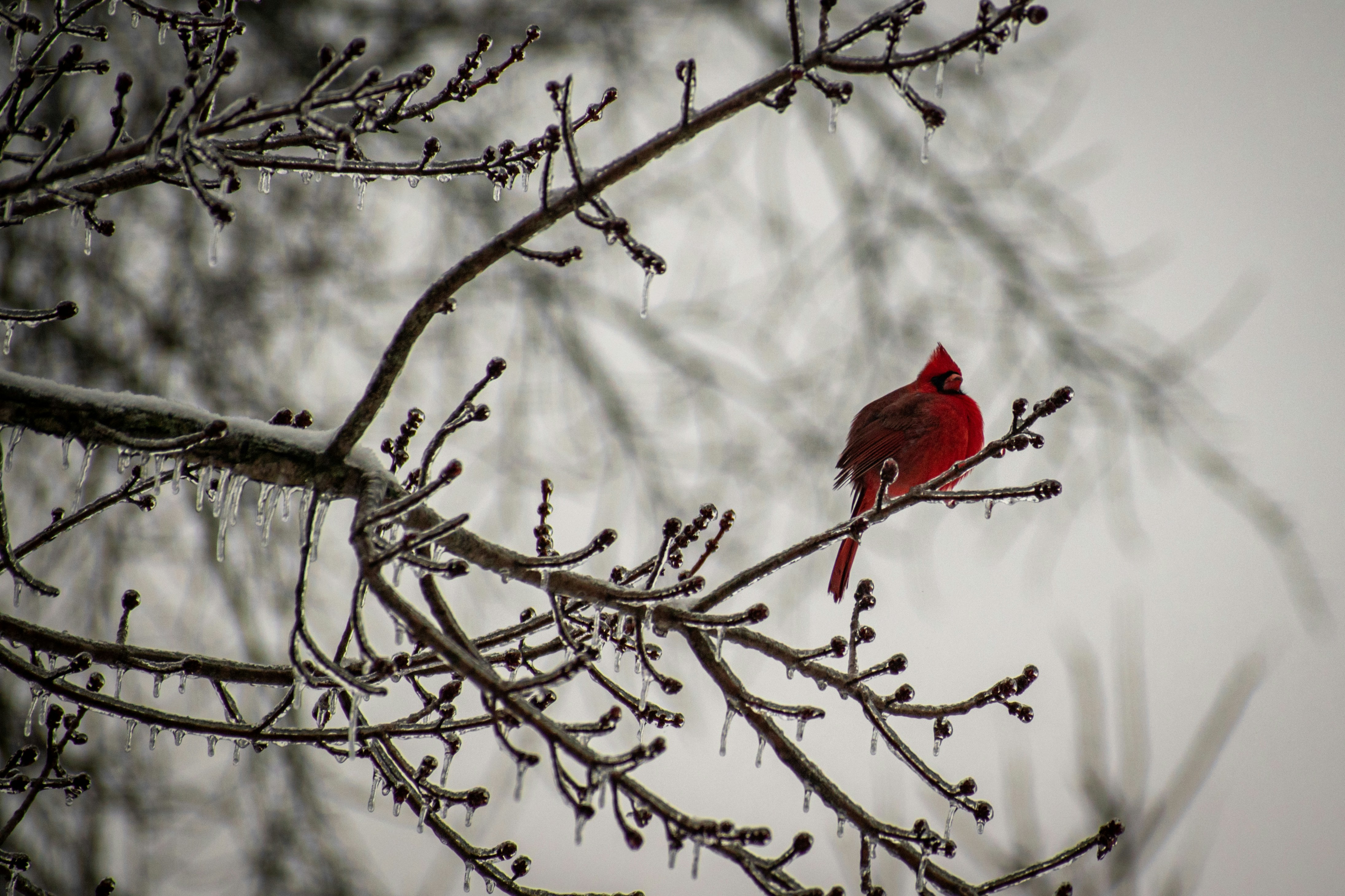 A red bird sitting on a branch of a tree photo – Free Cardinal Image on ...