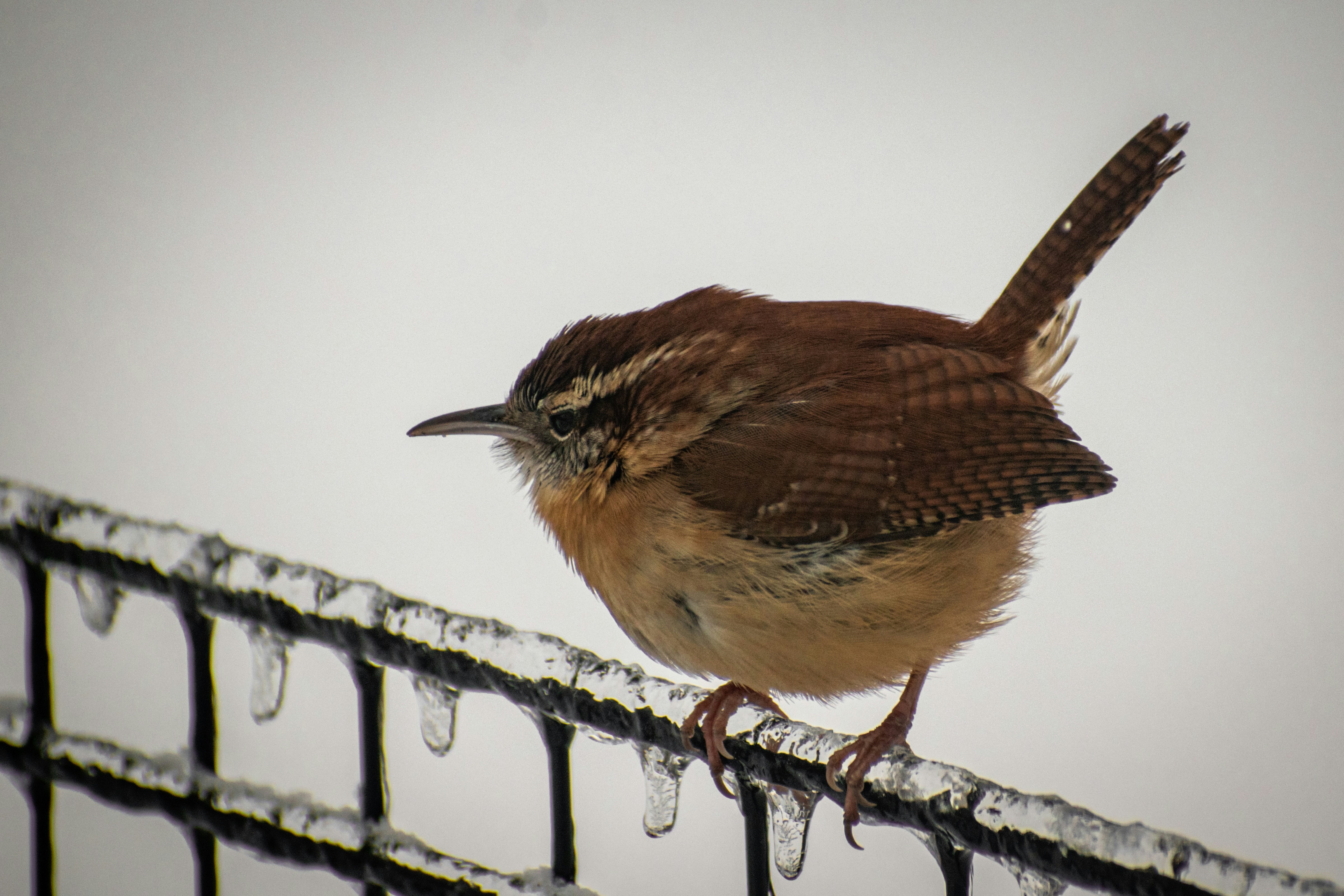 Frost-Burnished Perch: A Tiny Brown Bird on an Icy Railing