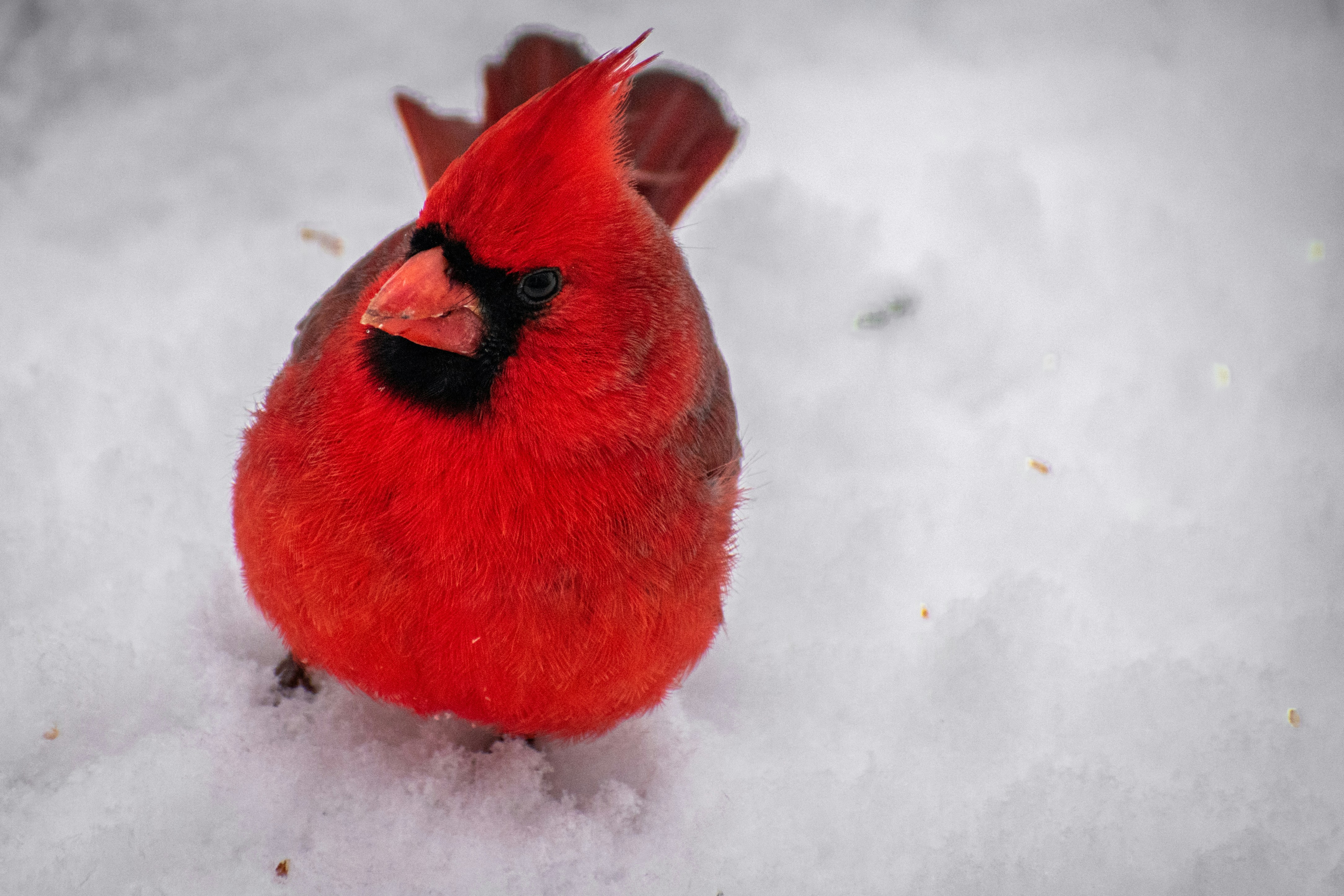 Crimson Cardinal on Snow: A Bold Red Beacon in a Quiet Winter Scene