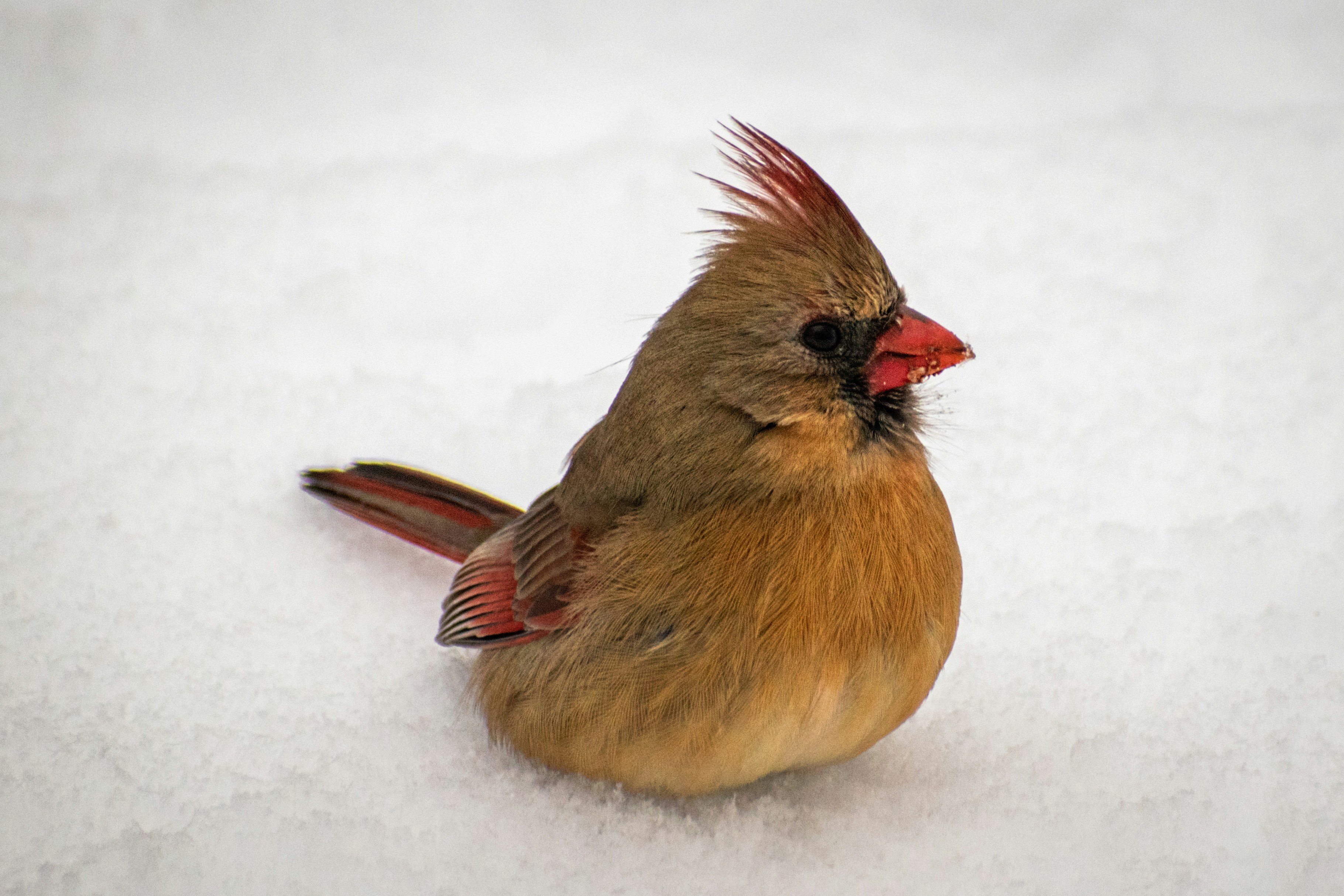 Female cardinal perched gracefully on a snowy surface, showcasing its vibrant plumage against the white backdrop.