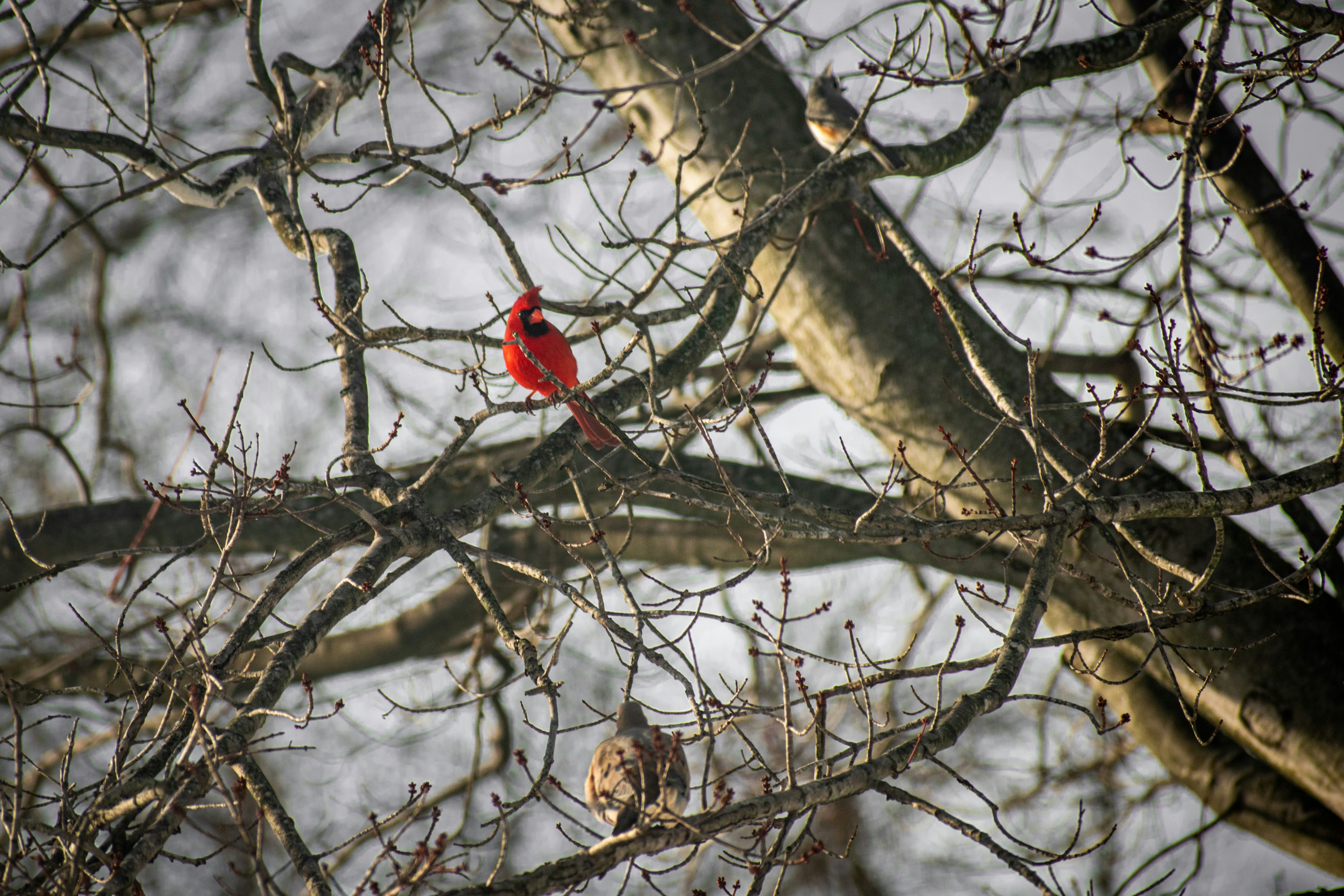 a red bird sitting on top of a tree branch