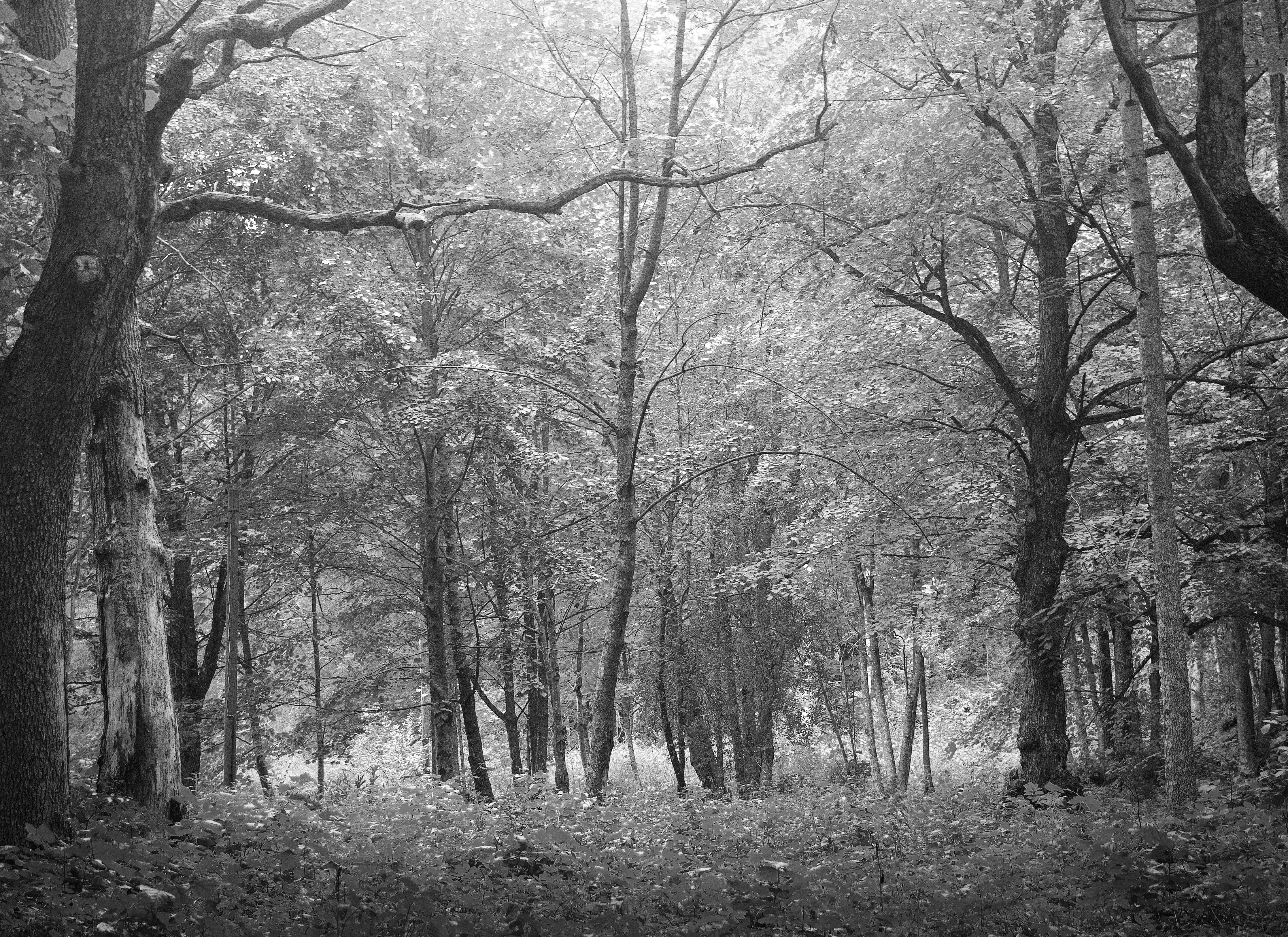 Une photo en noir et blanc d’une forêt photo – Photo La nature Gratuite ...