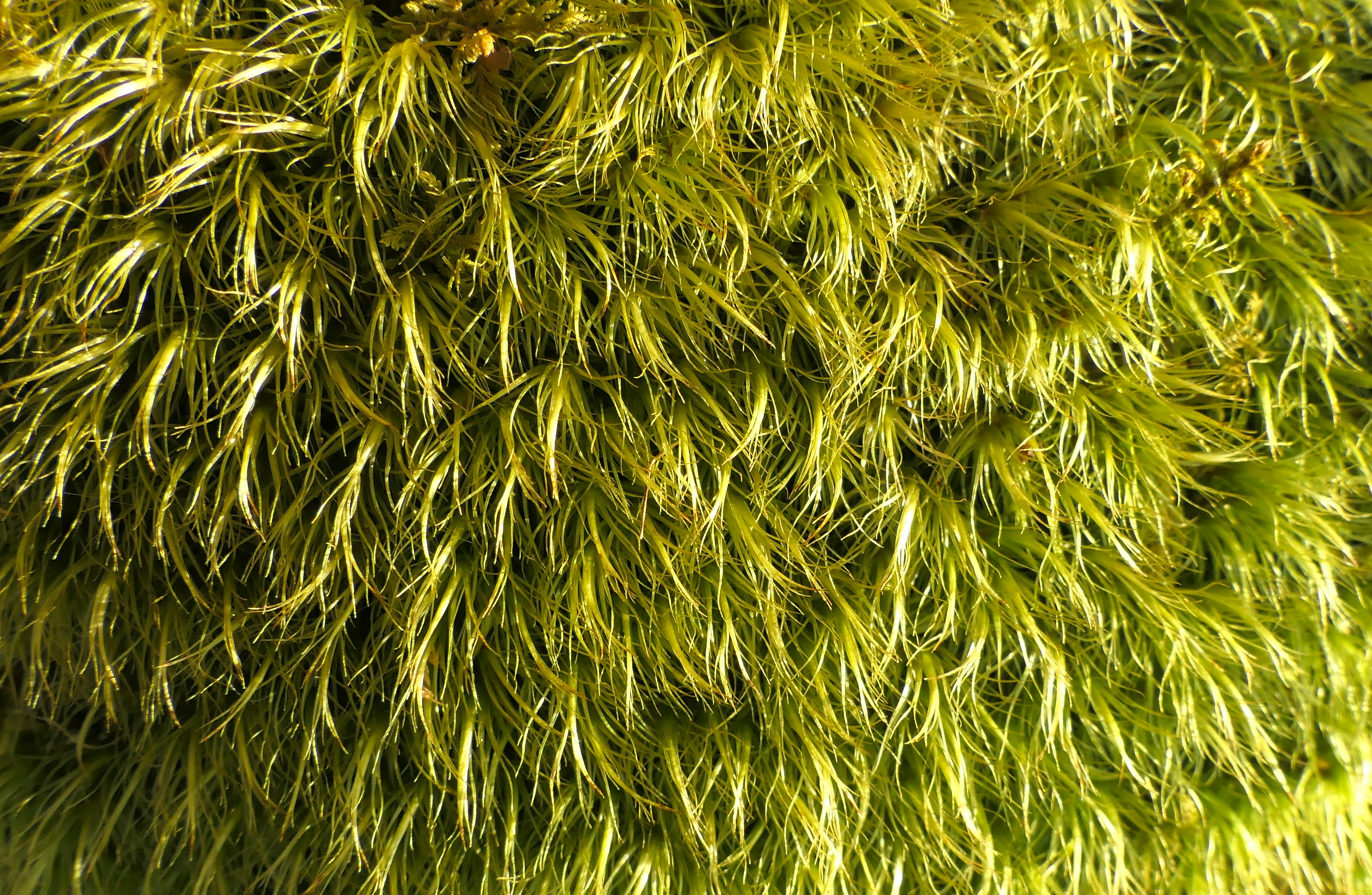 Emerald Tangle: sunlit moss filaments weave a velvet-green carpet