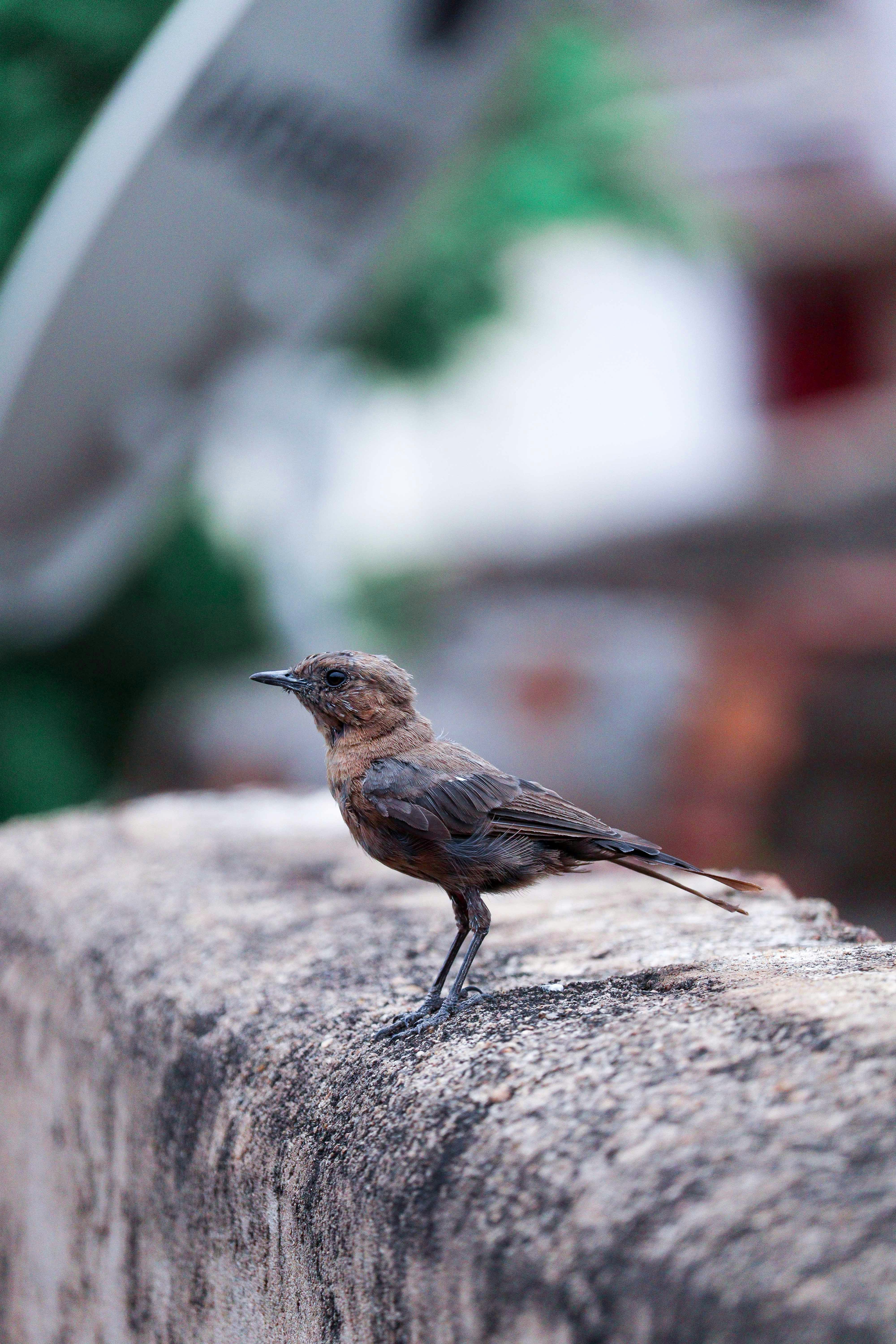 Perimeter of Quiet: A Lone Bird on a Weathered Concrete Ledge