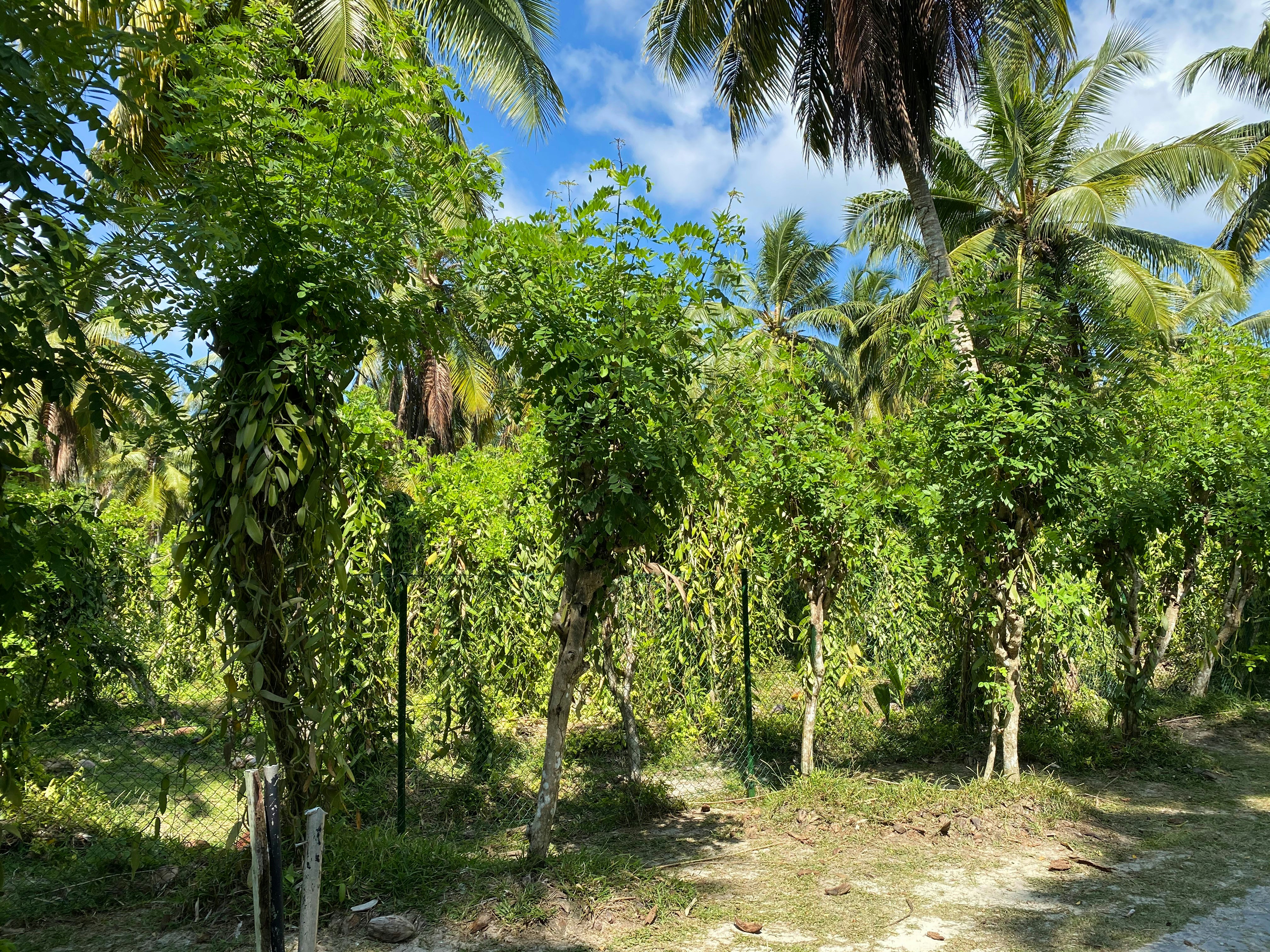 A serene shot of the local flora in La Digue and Inner Islands, Seychelles