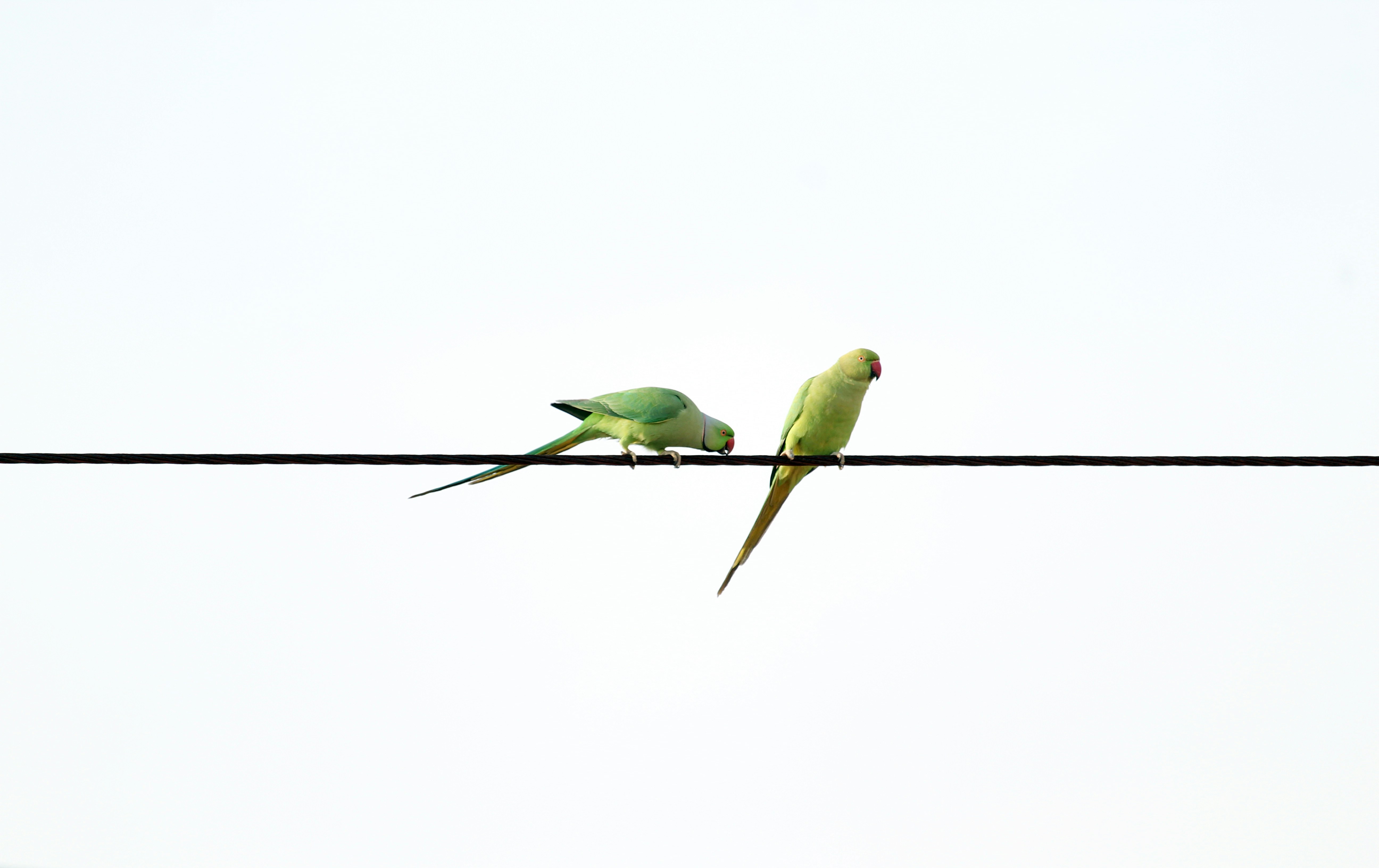 Duet on a Wire: Green Parakeets in a Pale Sky