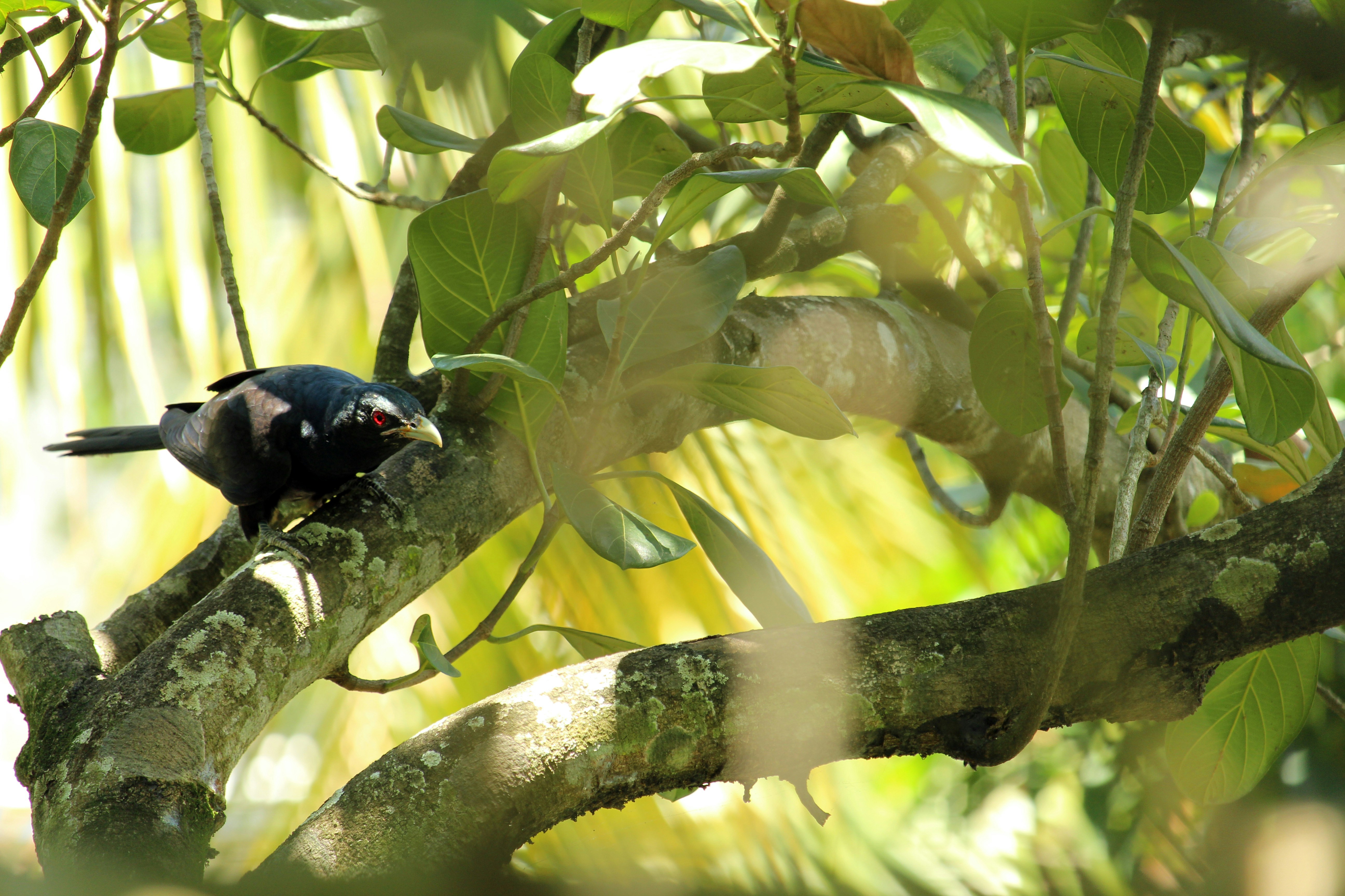 Un oiseau noir assis sur une branche d’arbre photo – Photo Végétation ...