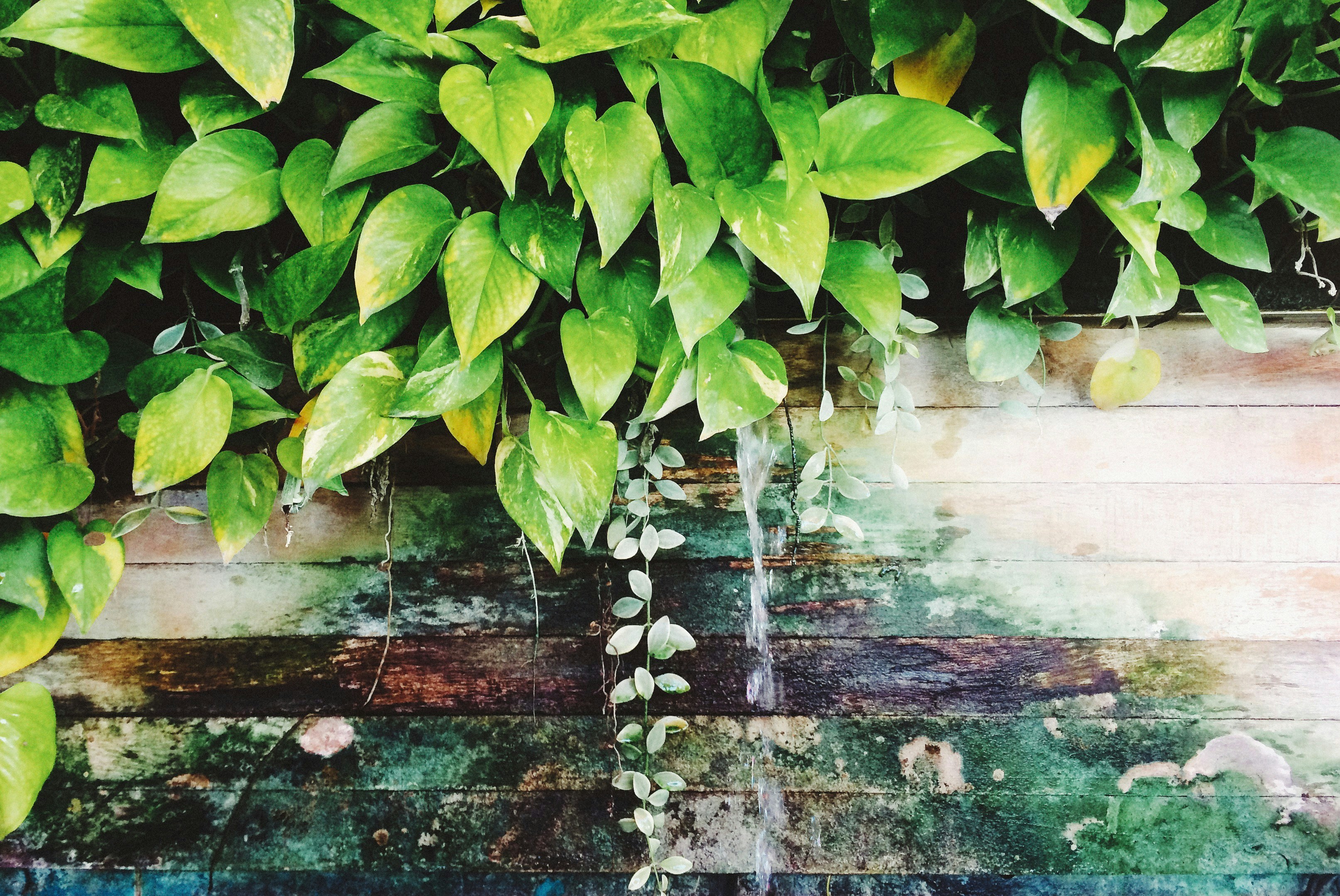 Green Wall Cascades: A Leaning Foliage Cling over Weathered Planks