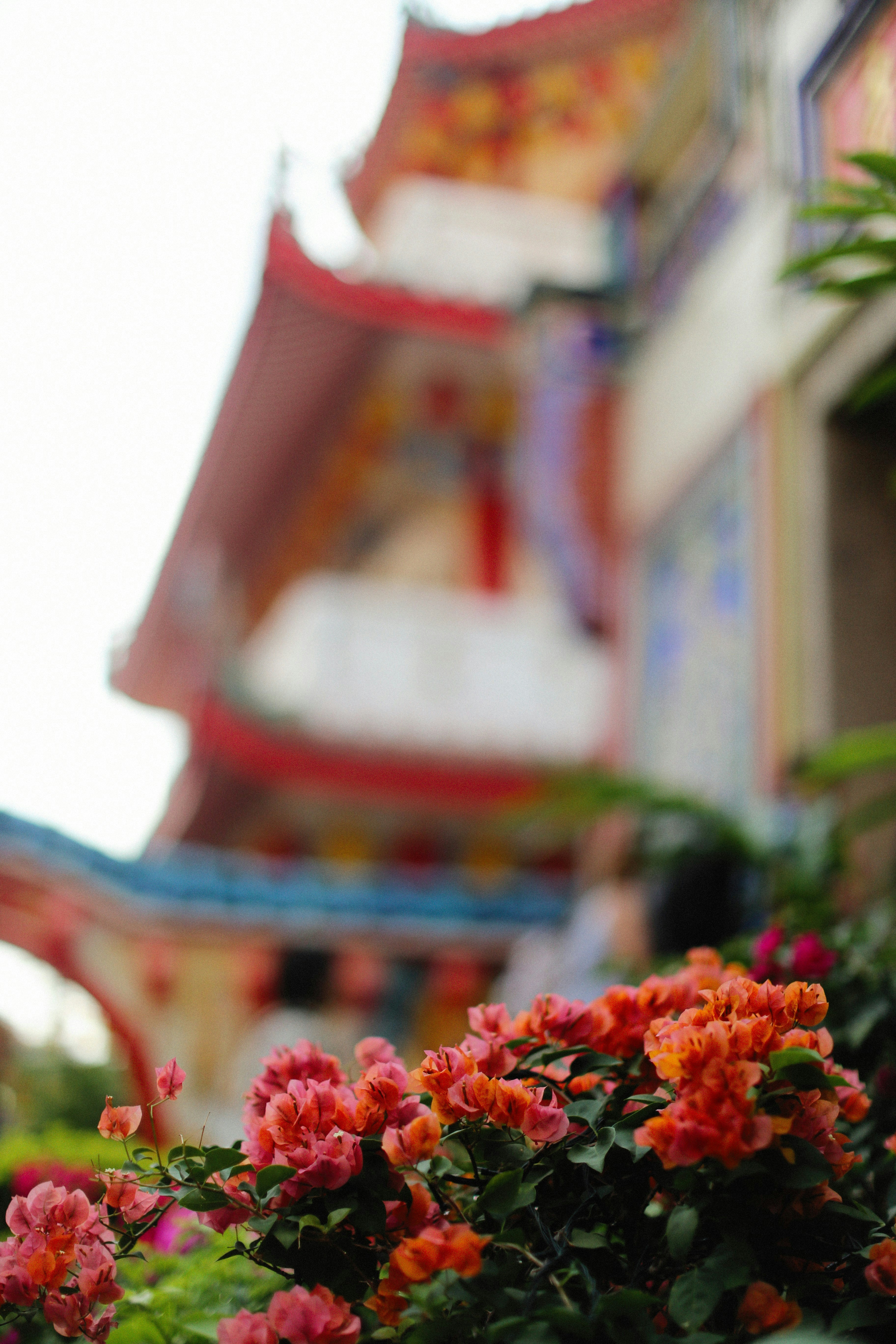a bunch of flowers that are by a building