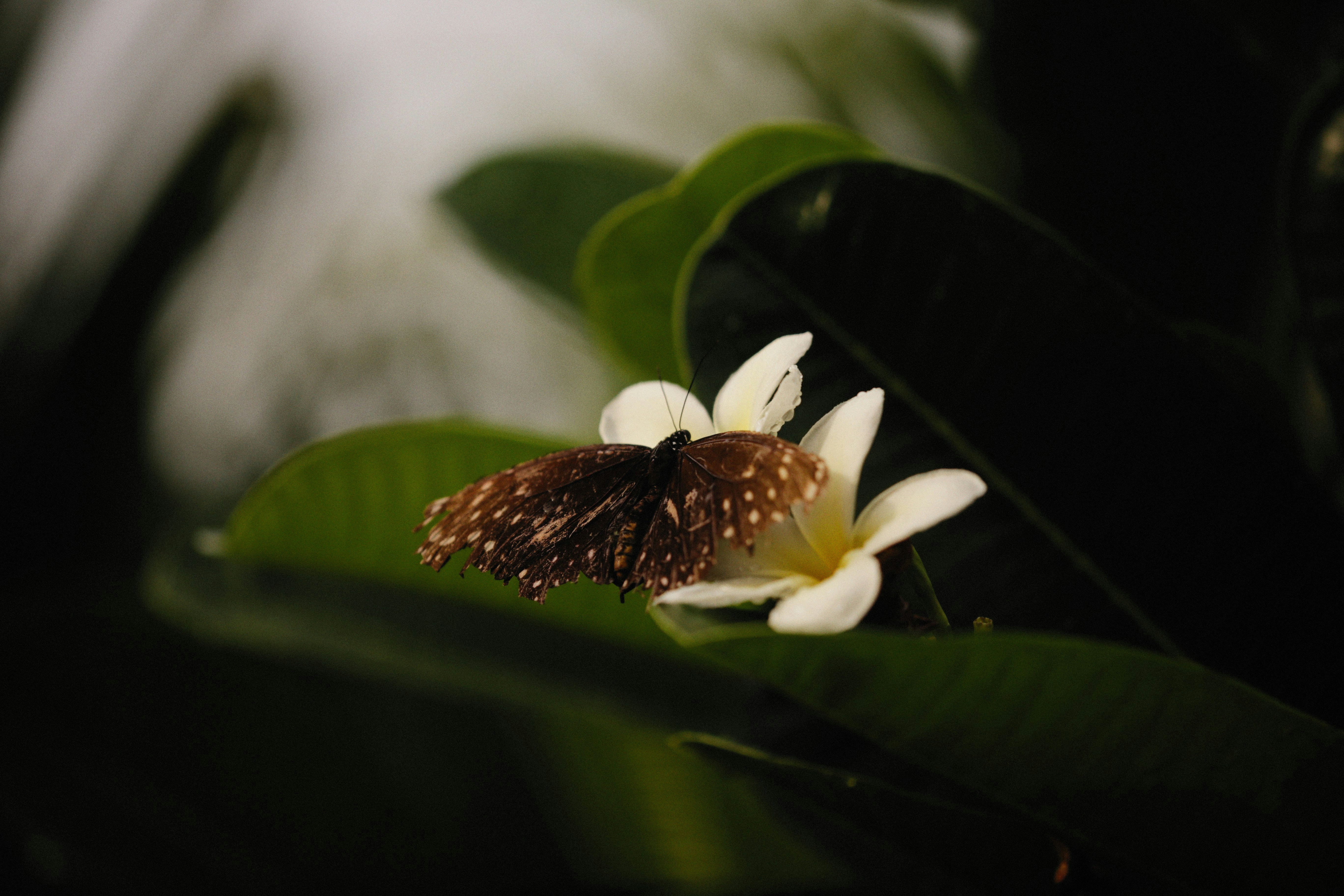 a close up of a flower with leaves in the background