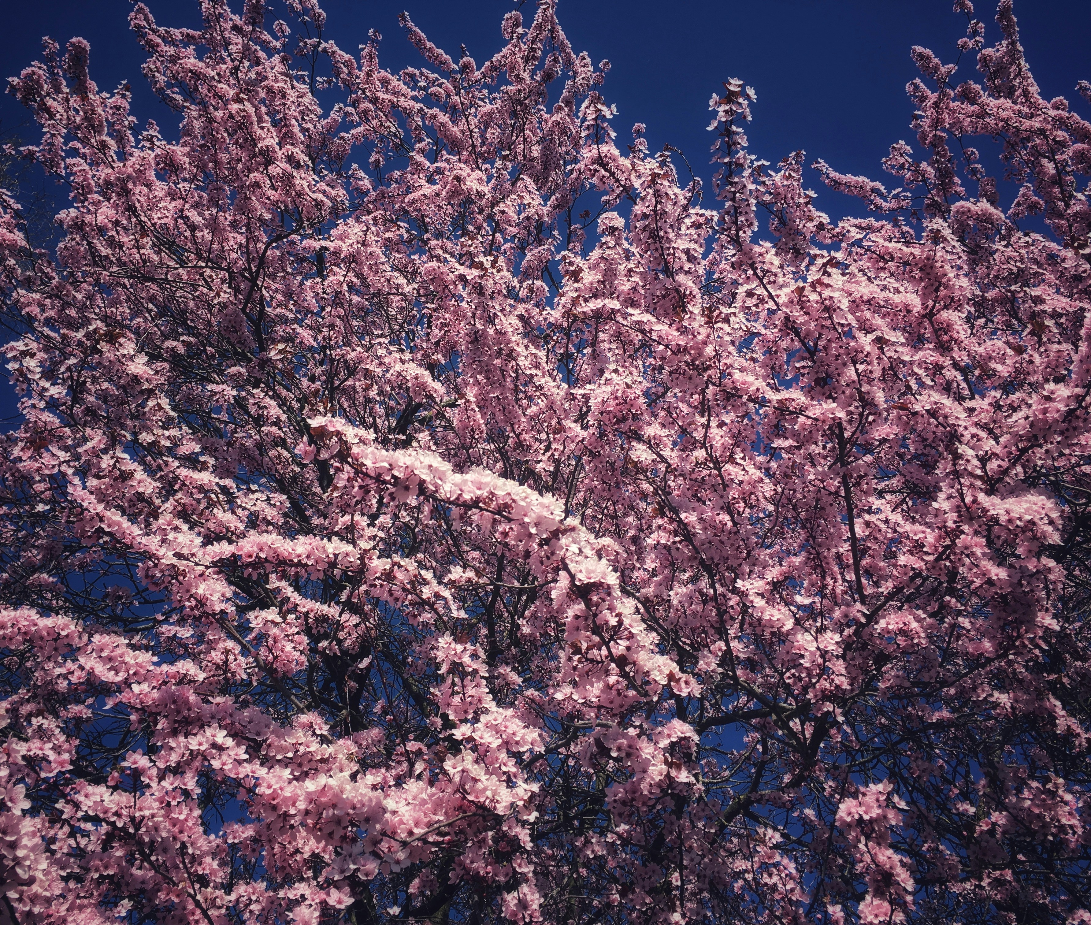 Cobalt Sky, Velvet Pink: A Cherry Blossom Canopy