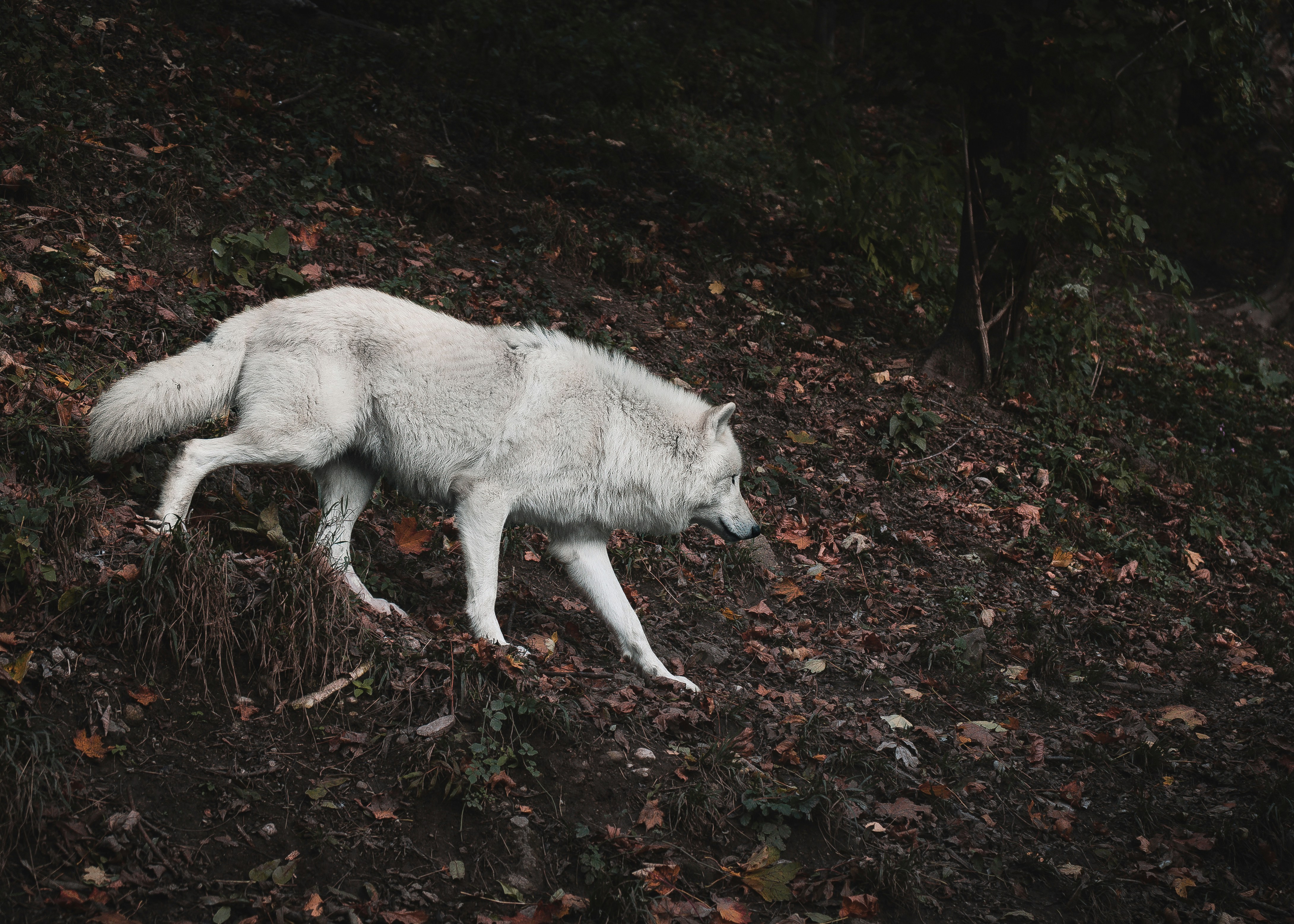 A white wolf walking across a forest covered in leaves photo – Free ...