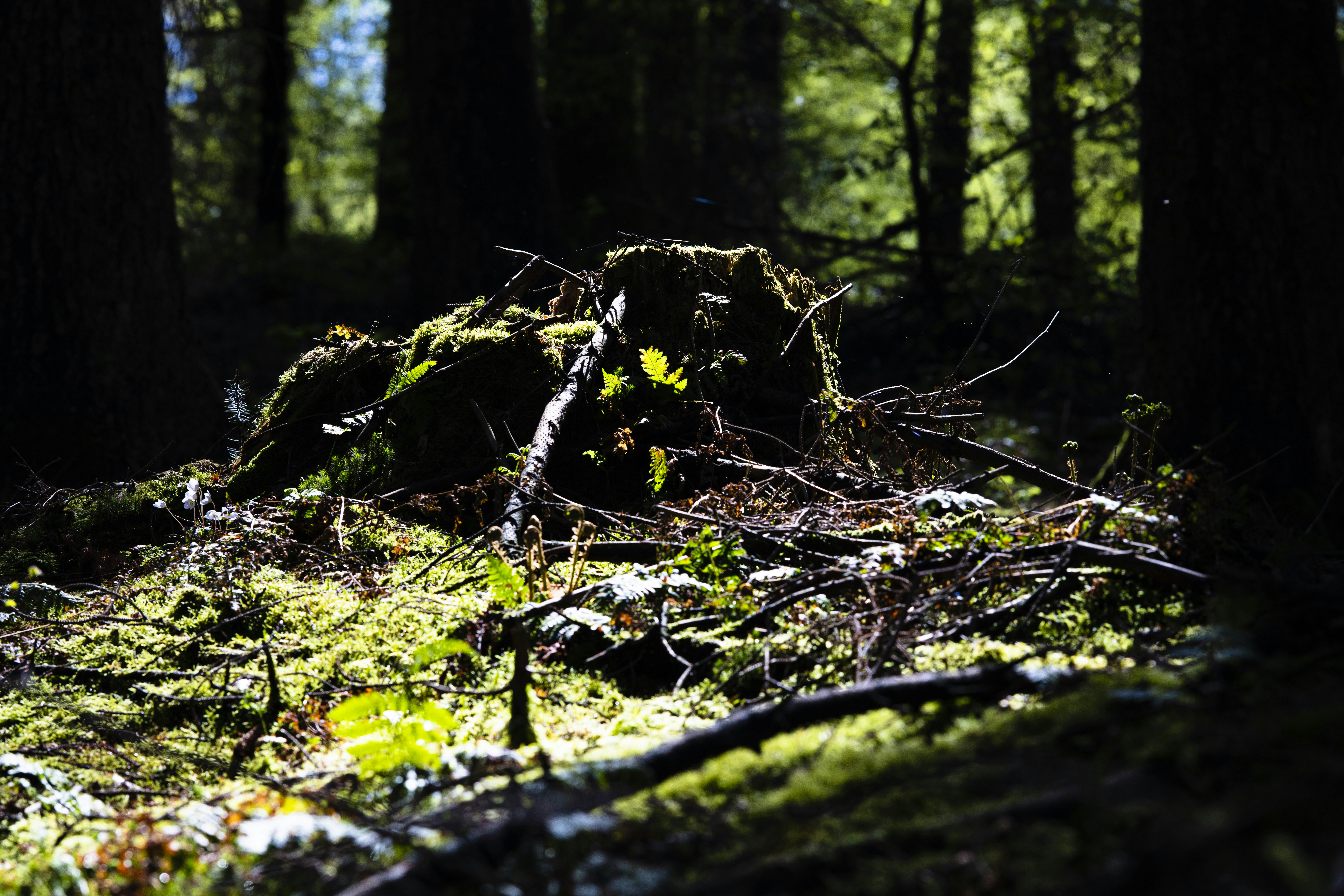 A mossy area in the middle of a forest photo – Free Plant Image on Unsplash