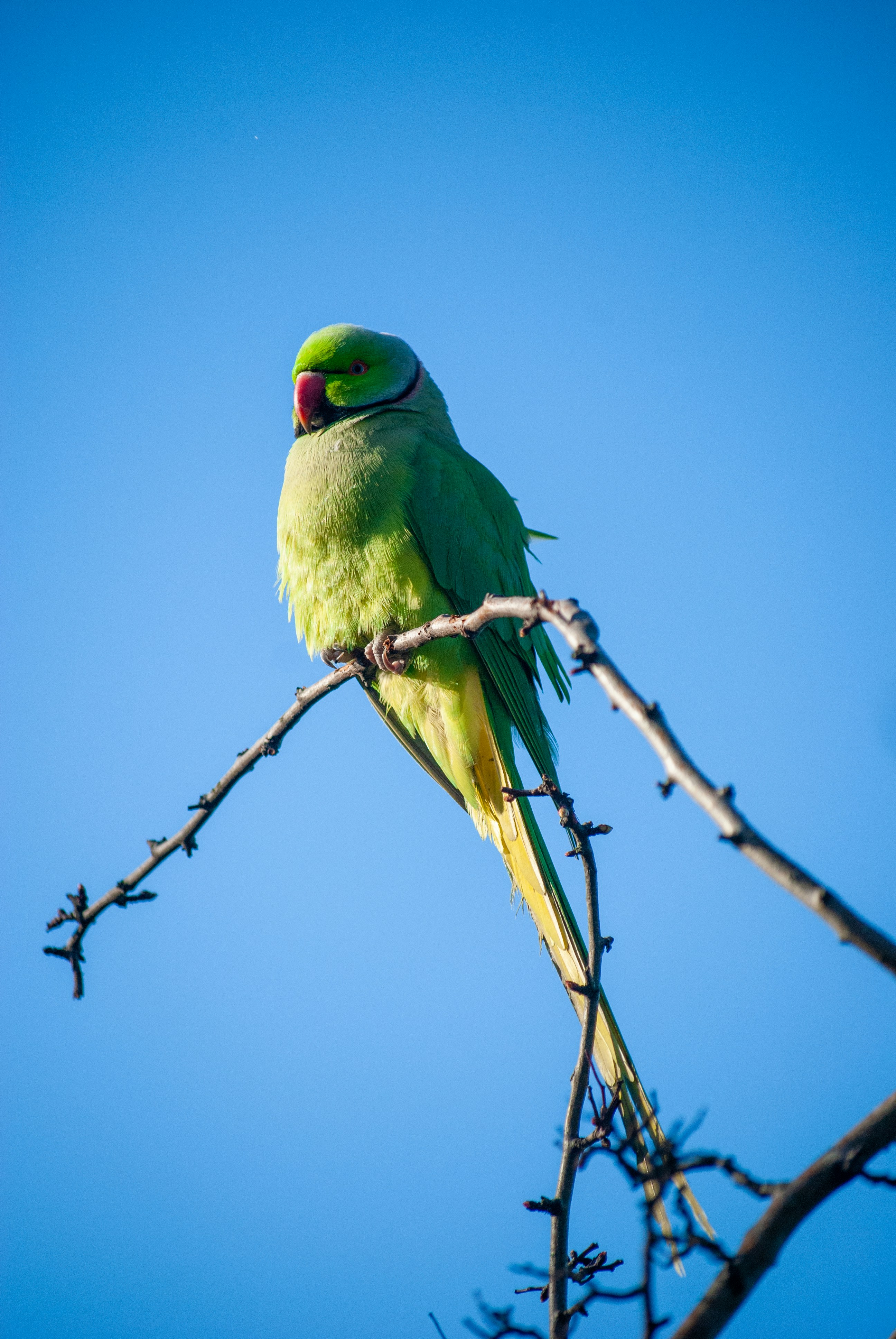 Vibrant green parakeet perched on a slender branch against a clear blue sky.