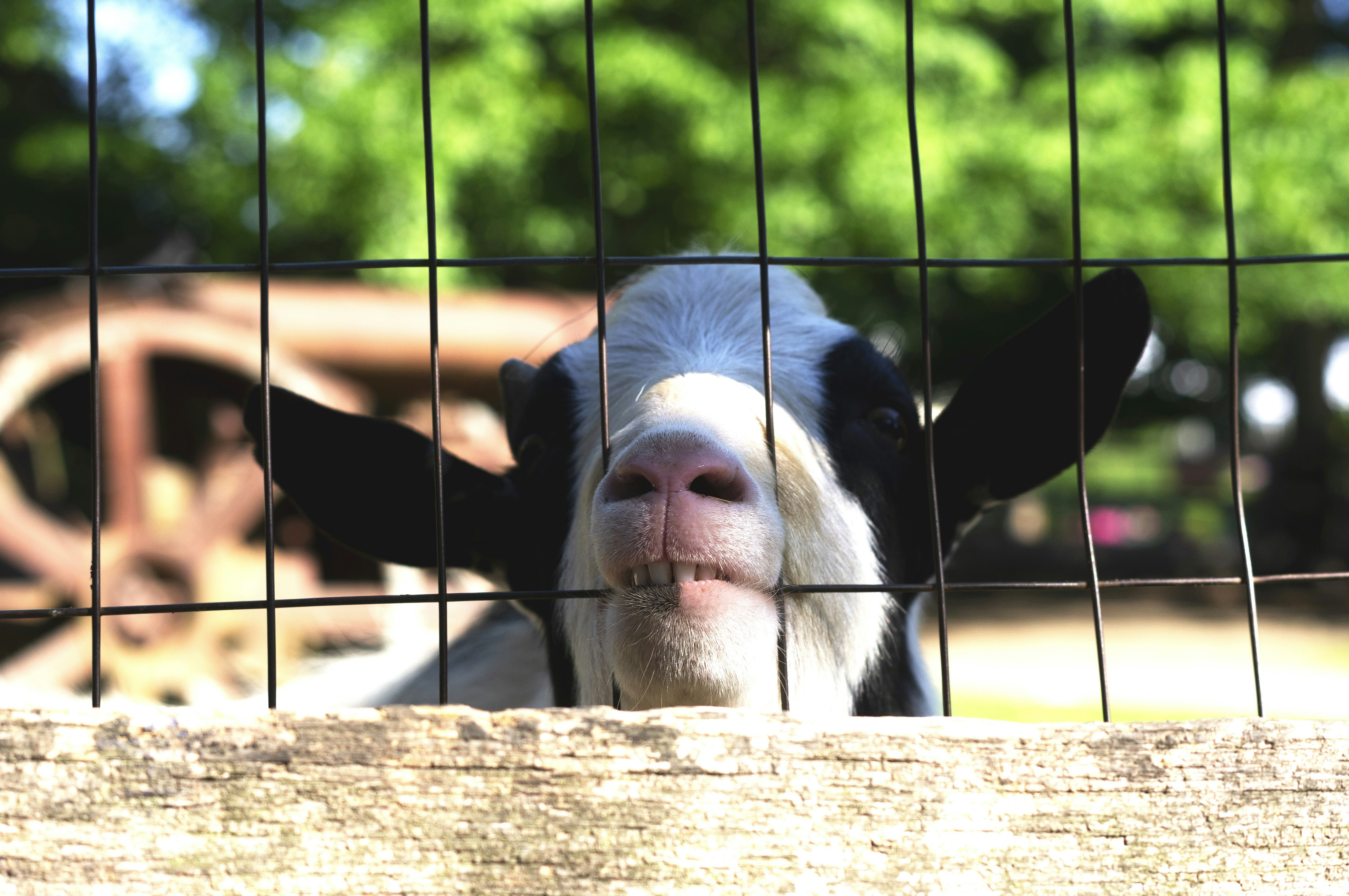 A young calf peeks through a wire fence, showcasing its playful expression against a blurred background of greenery.