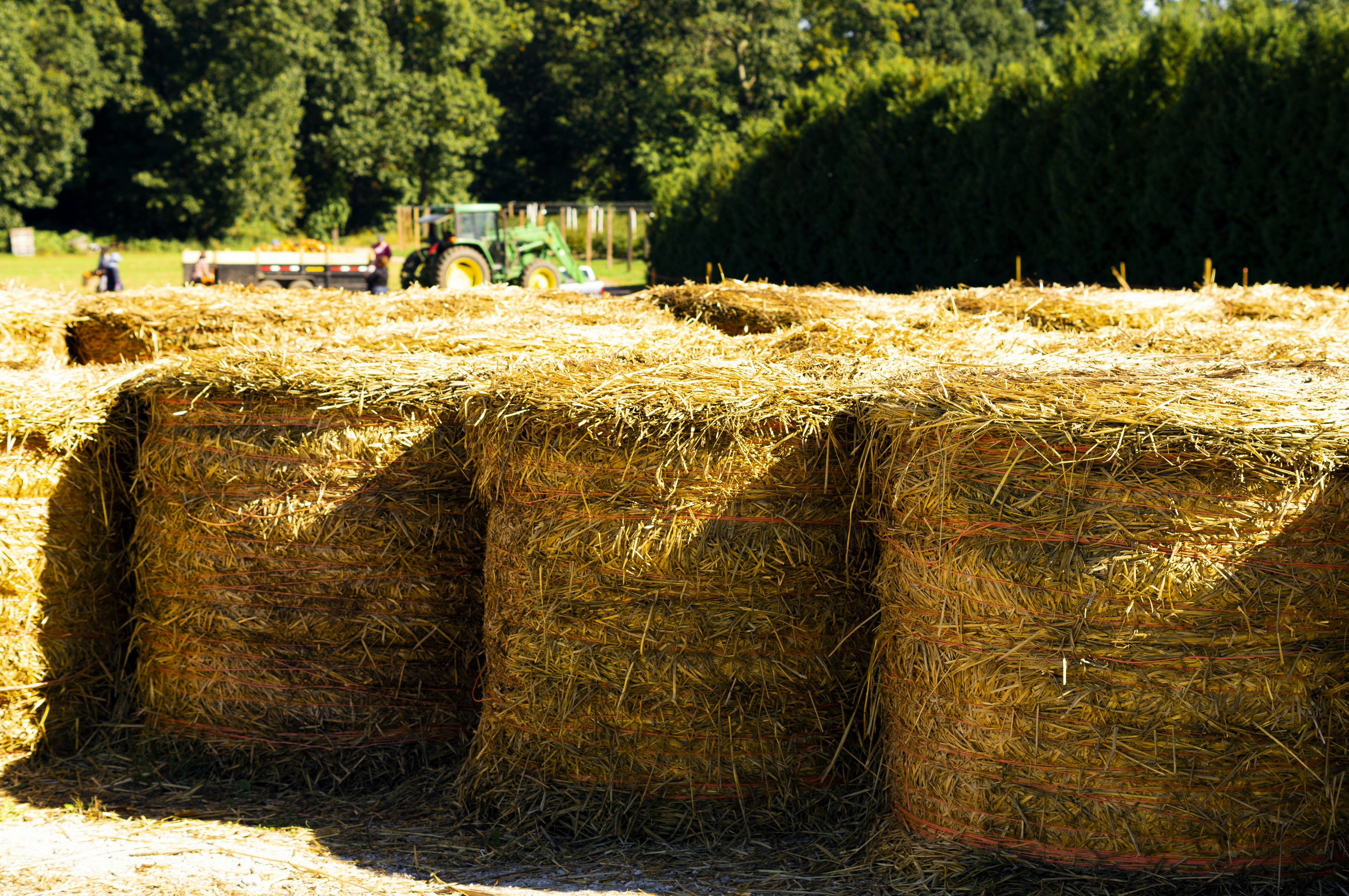 Sunlit Hay Bales Framing a Quiet Farmyard Scene