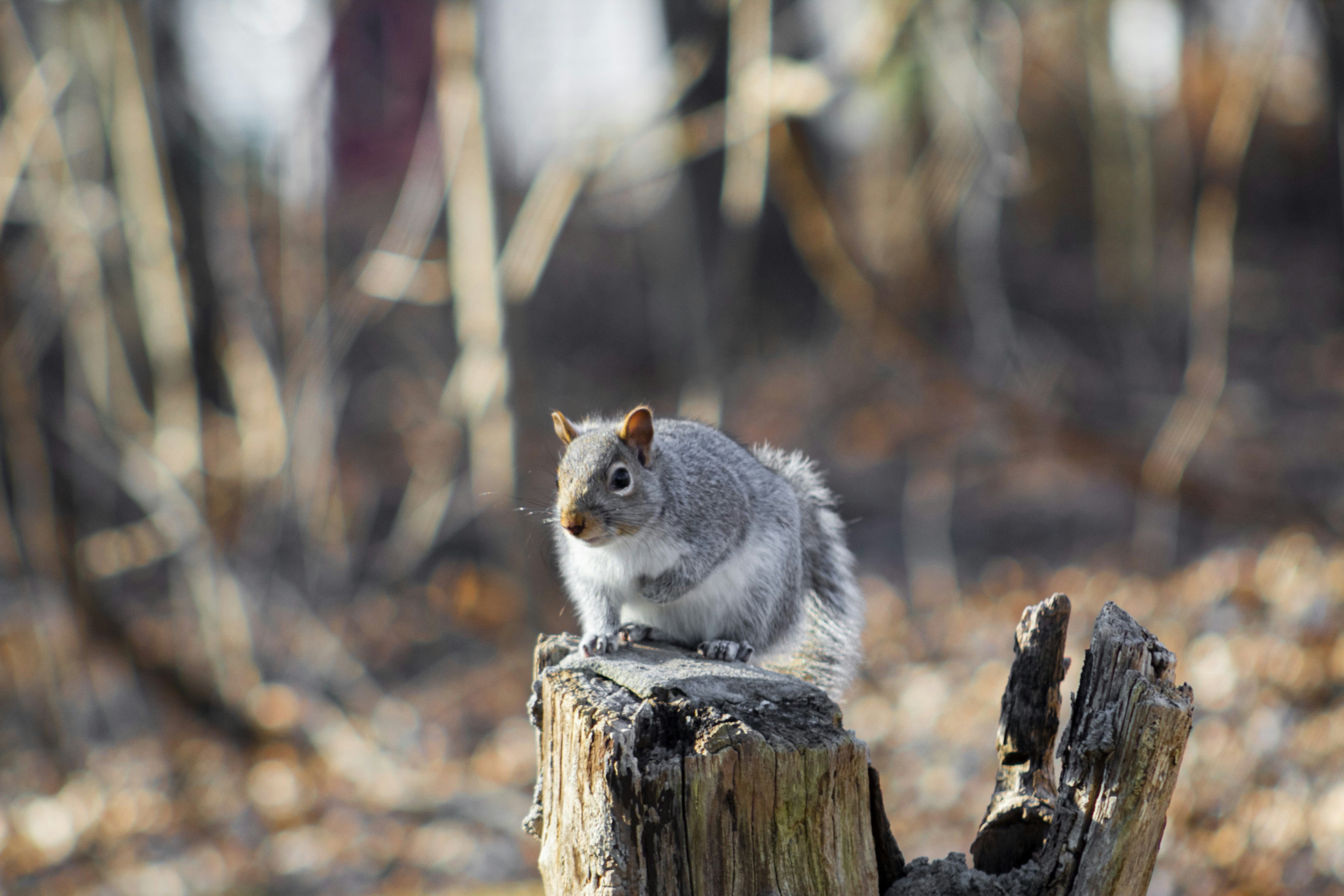 Grey Squirrel Perched on a Weathered Log in a Quiet Forest