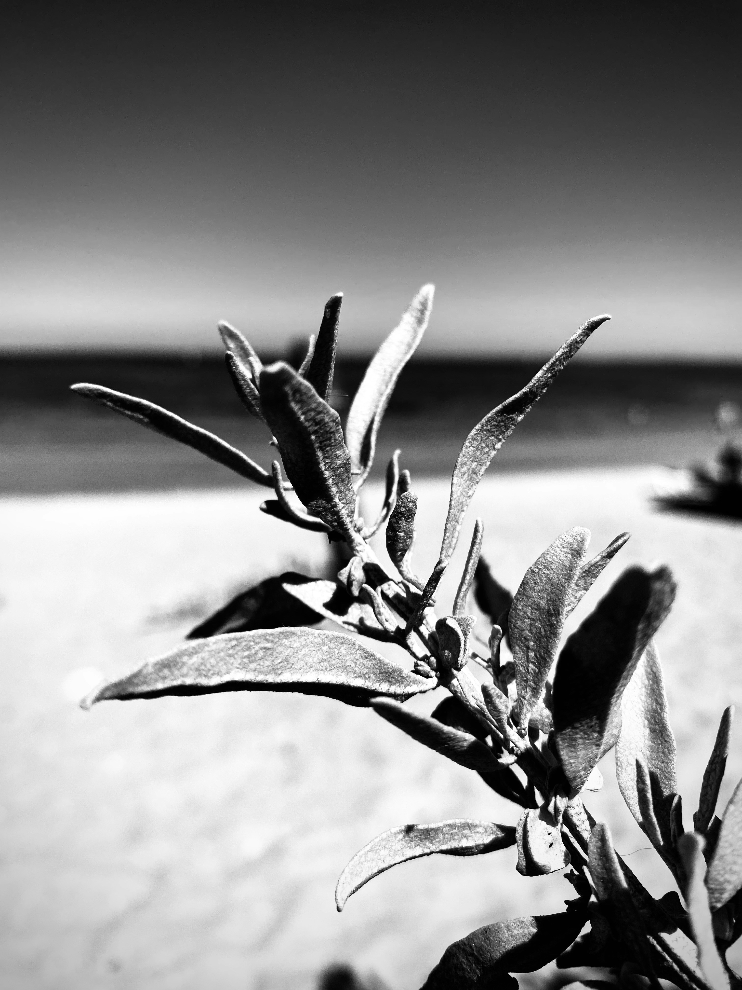 Monochrome Sprig: Sharp Foreground Against a Distant Beach