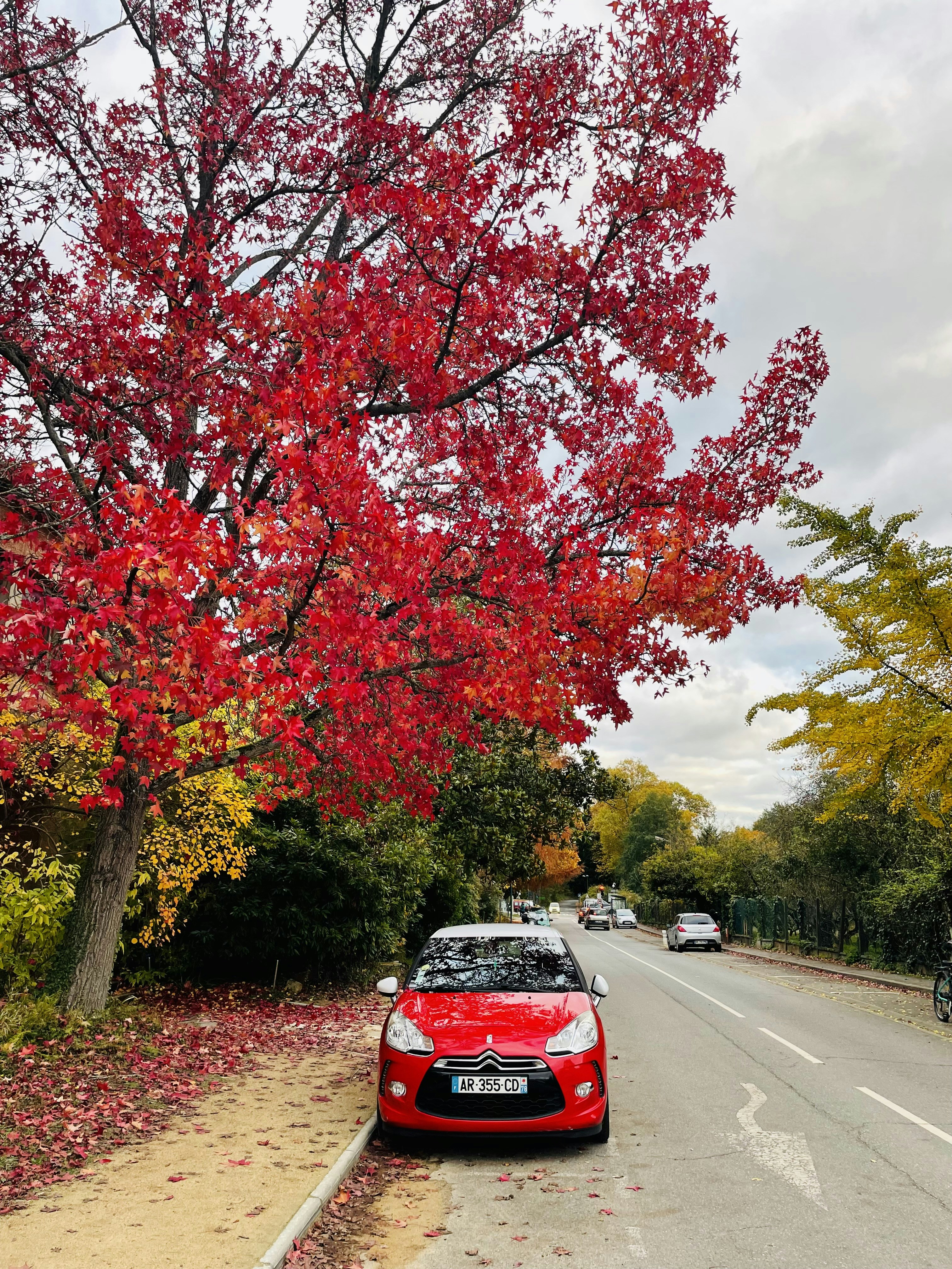 Crimson Canopy Over a Leaf-Littered Avenue