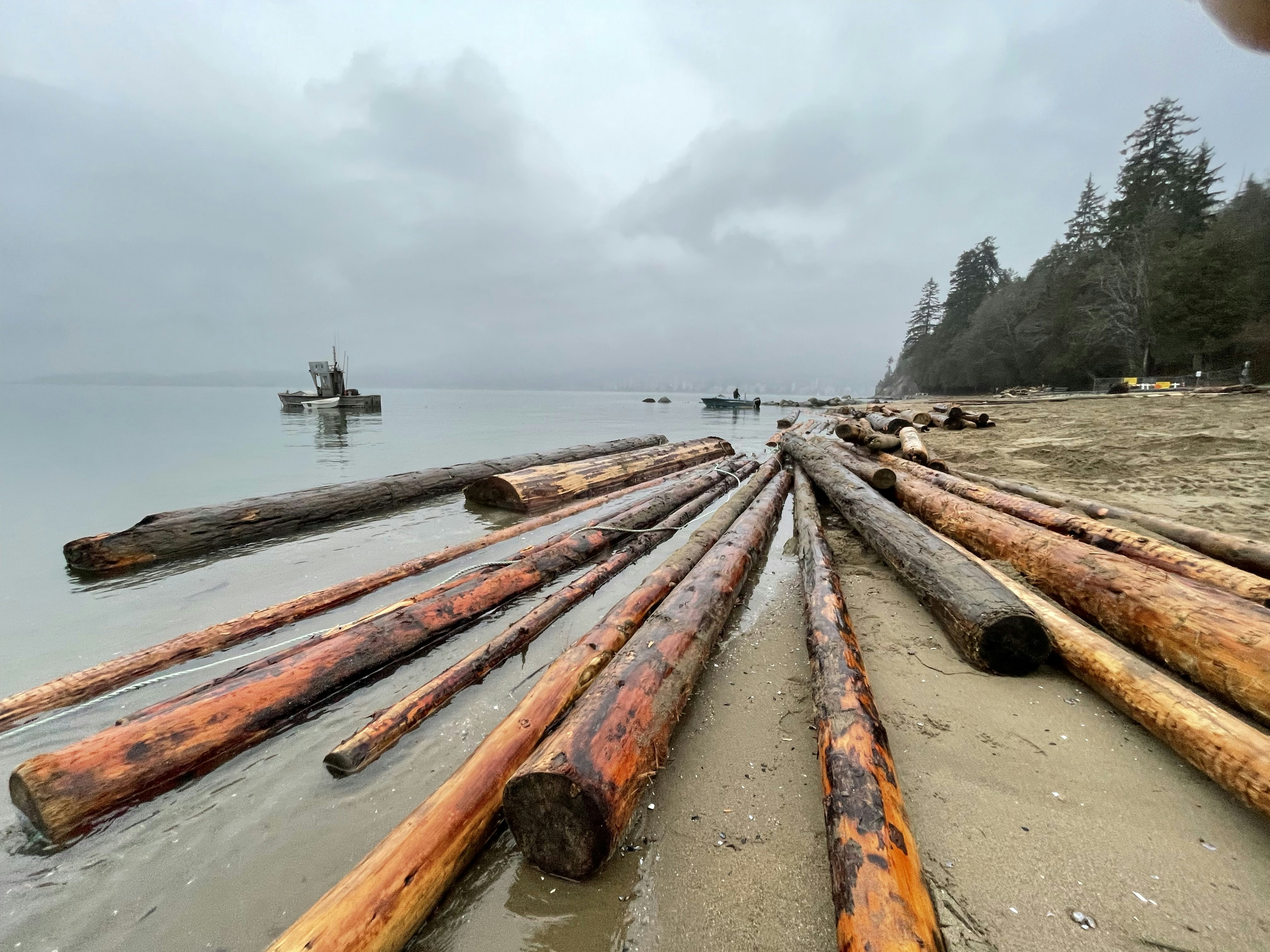 A group of logs laying on top of a sandy beach photo – Free Wood Image ...