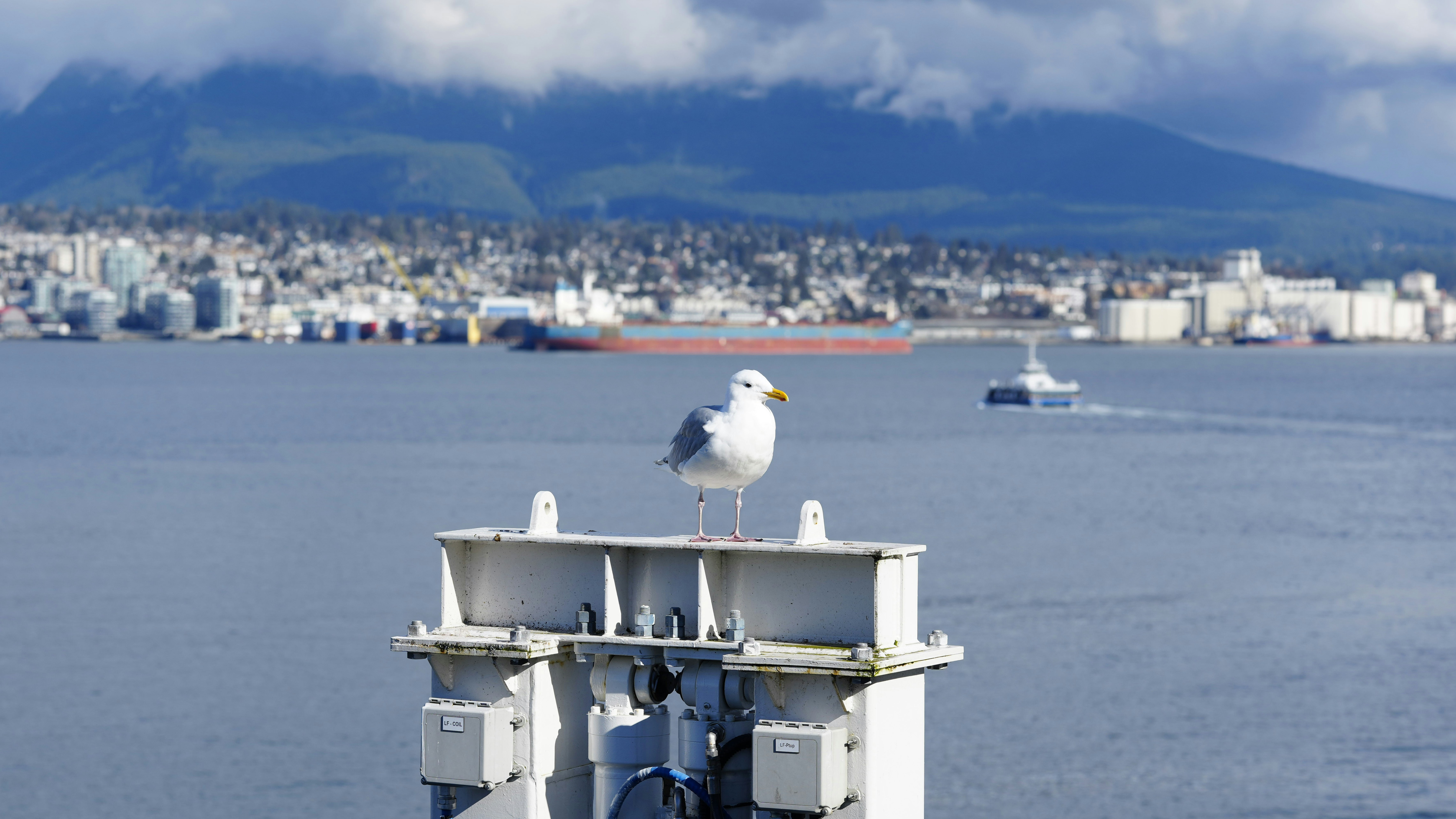 a seagull sitting on top of a wooden structure