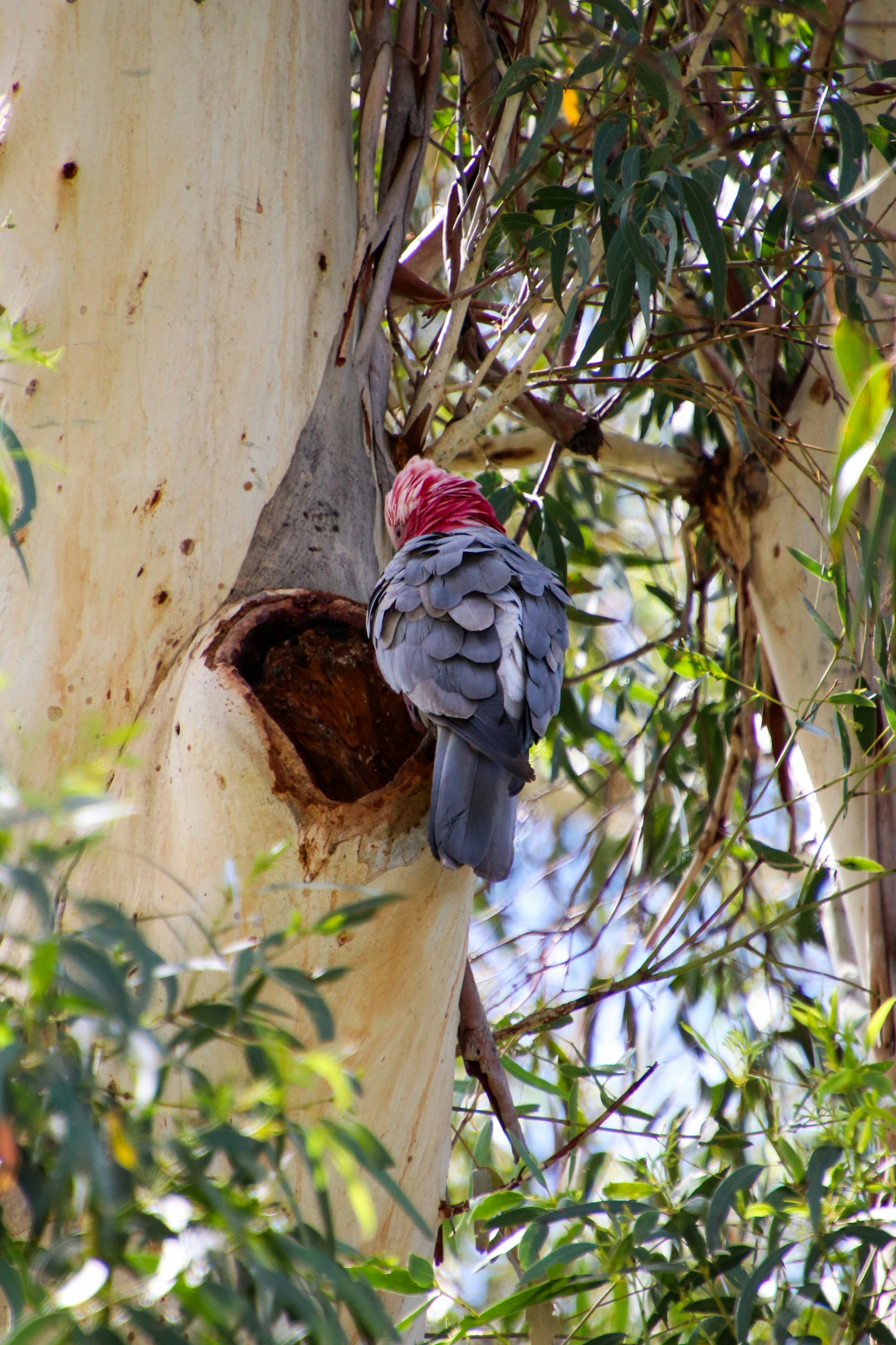 Crimson Crest on Eucalyptus: A Parrot's Quiet Nest