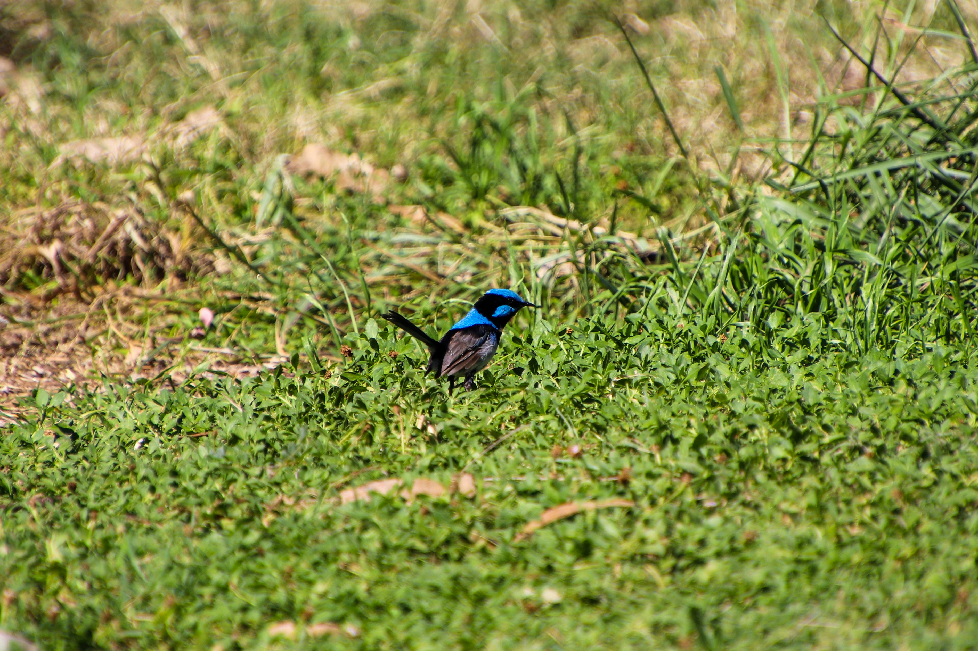Azure-capped sunbird foraging in a sunlit meadow