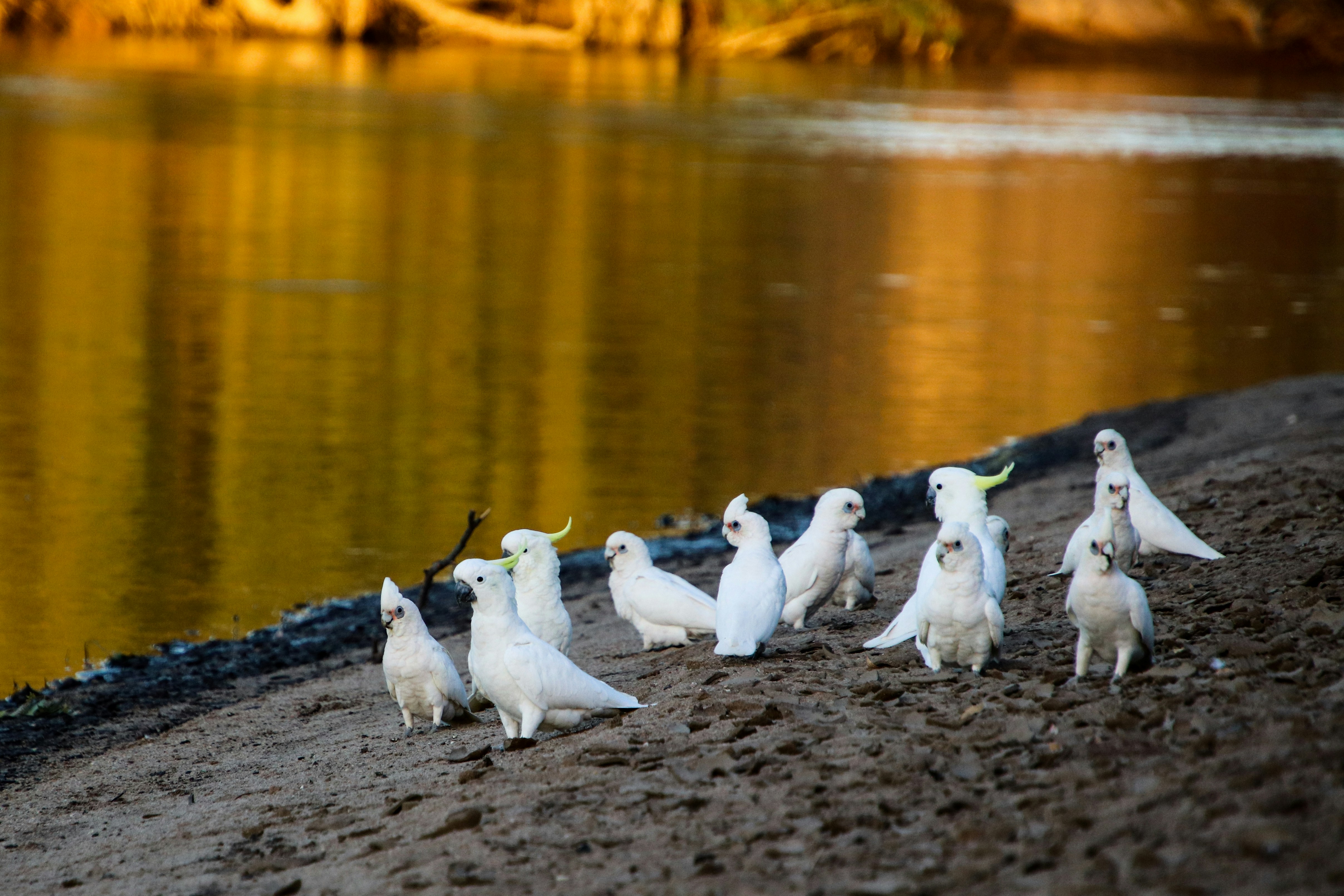 Golden Hour Flock on the Mudbank