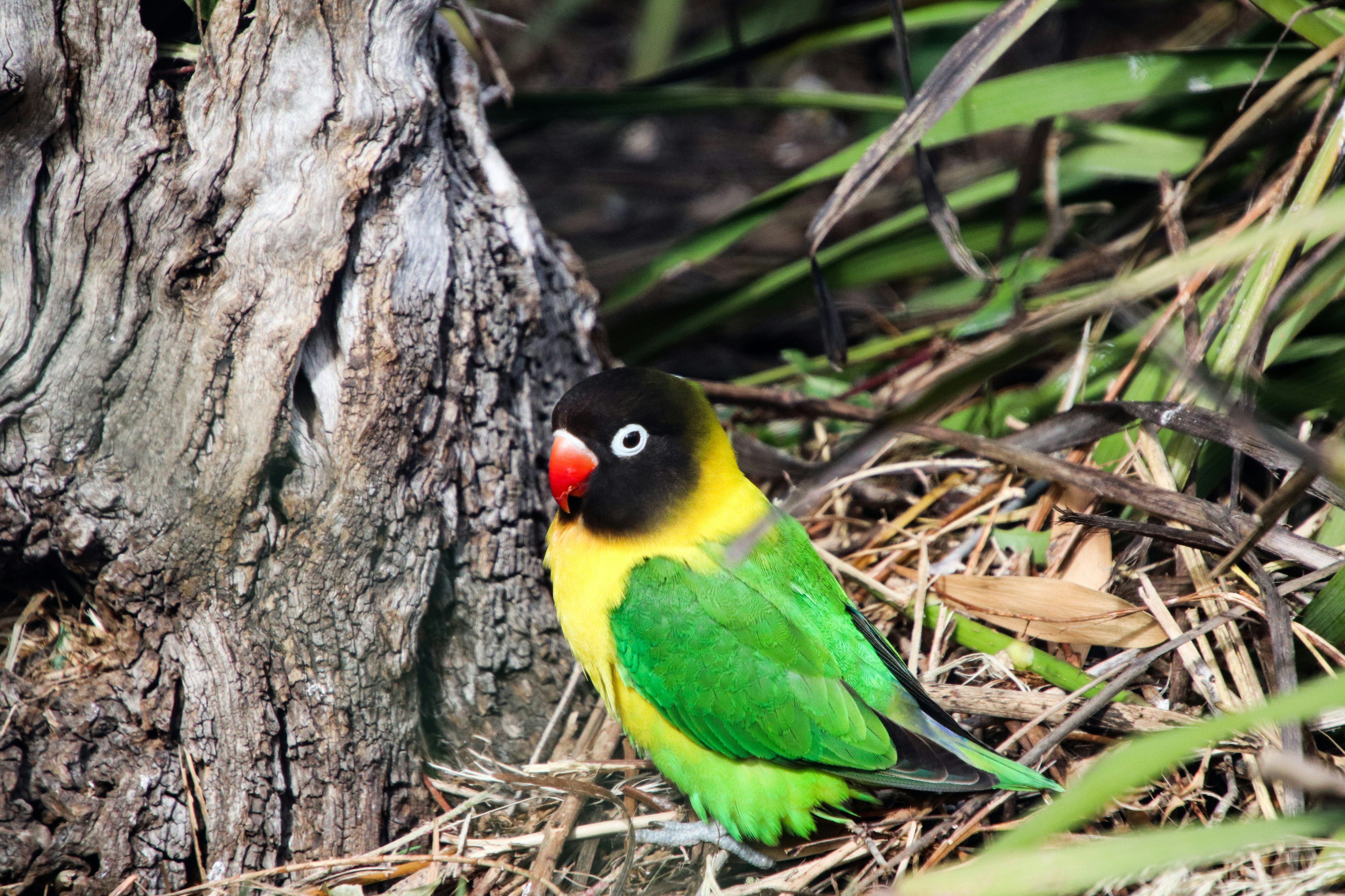 A green and yellow bird standing next to a tree photo – Free Bird Image ...