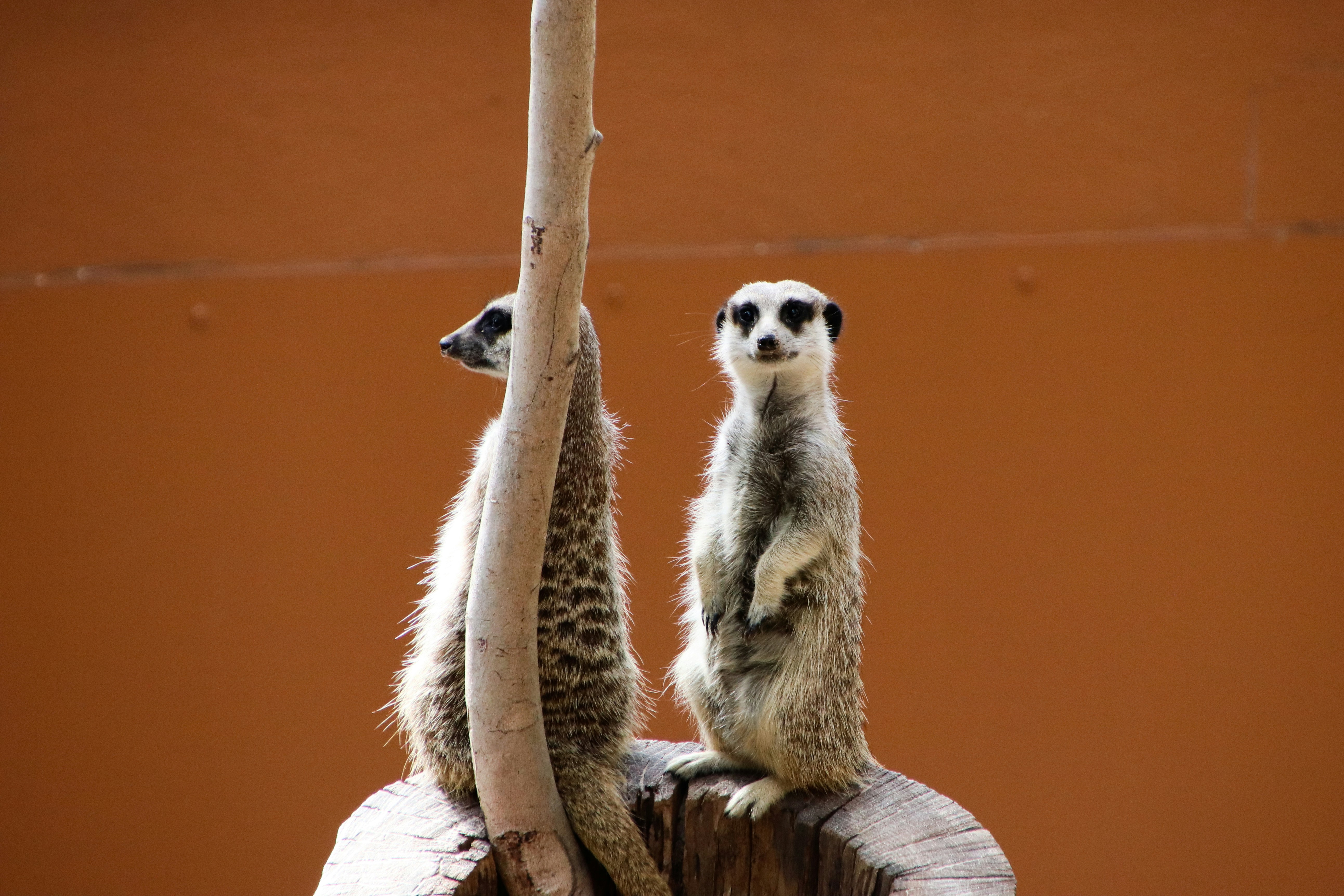 Sentinel on a Sun-Warmed Log: a meerkat duo keeps watch