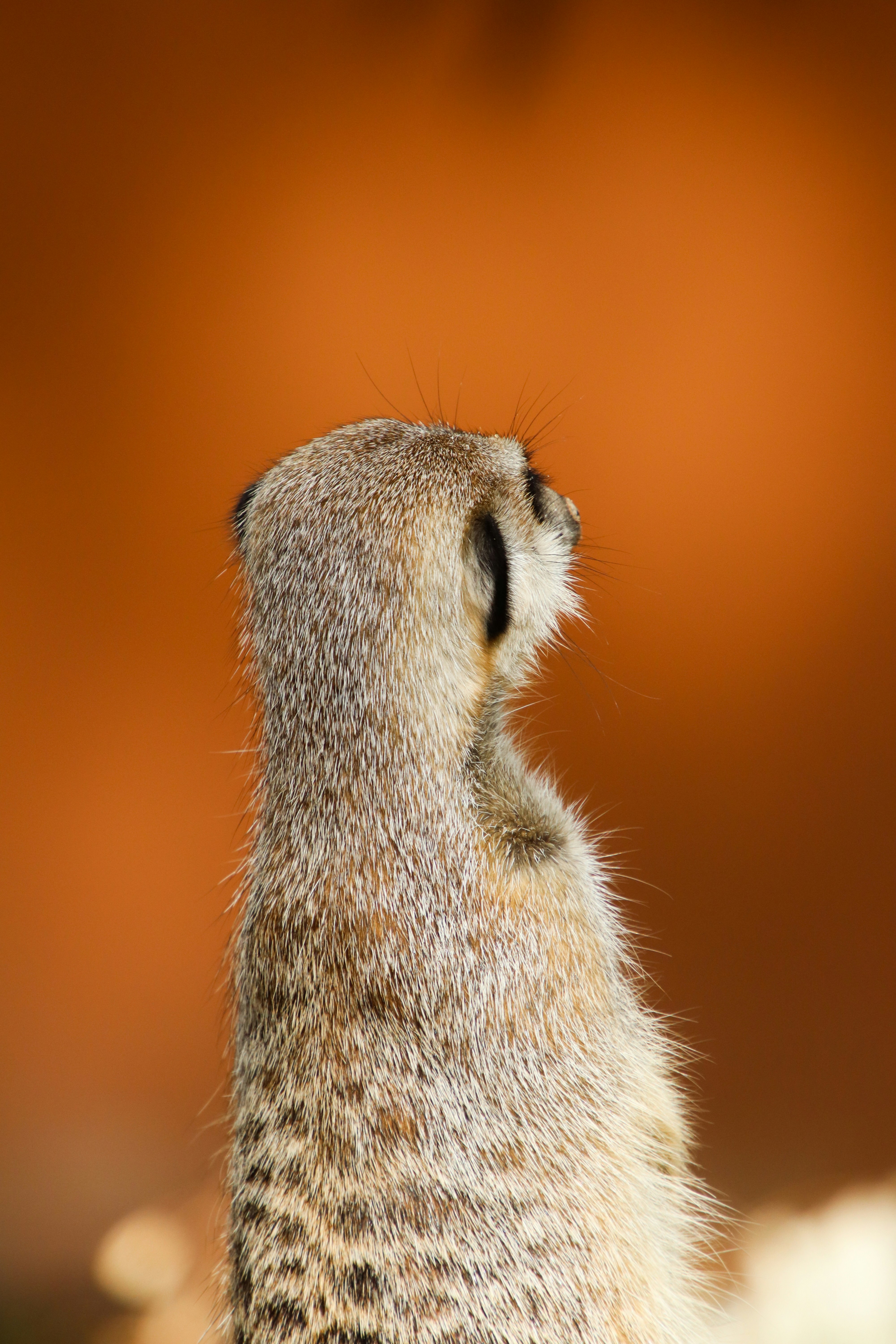 Back-View Meerkat Portrait Against a Tangerine Bokeh