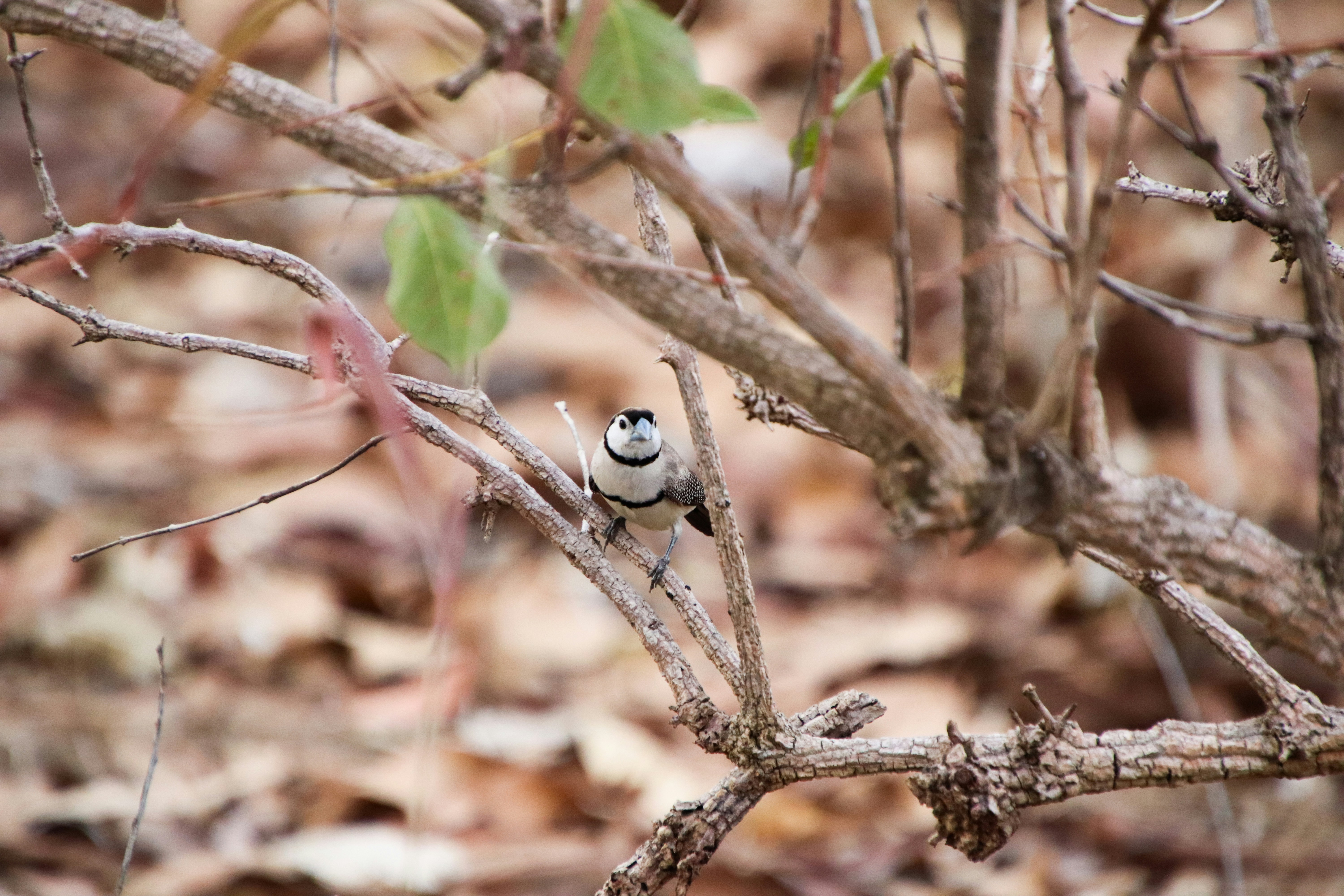 White-cheeked Chickadee Perched Among Autumn Twigs
