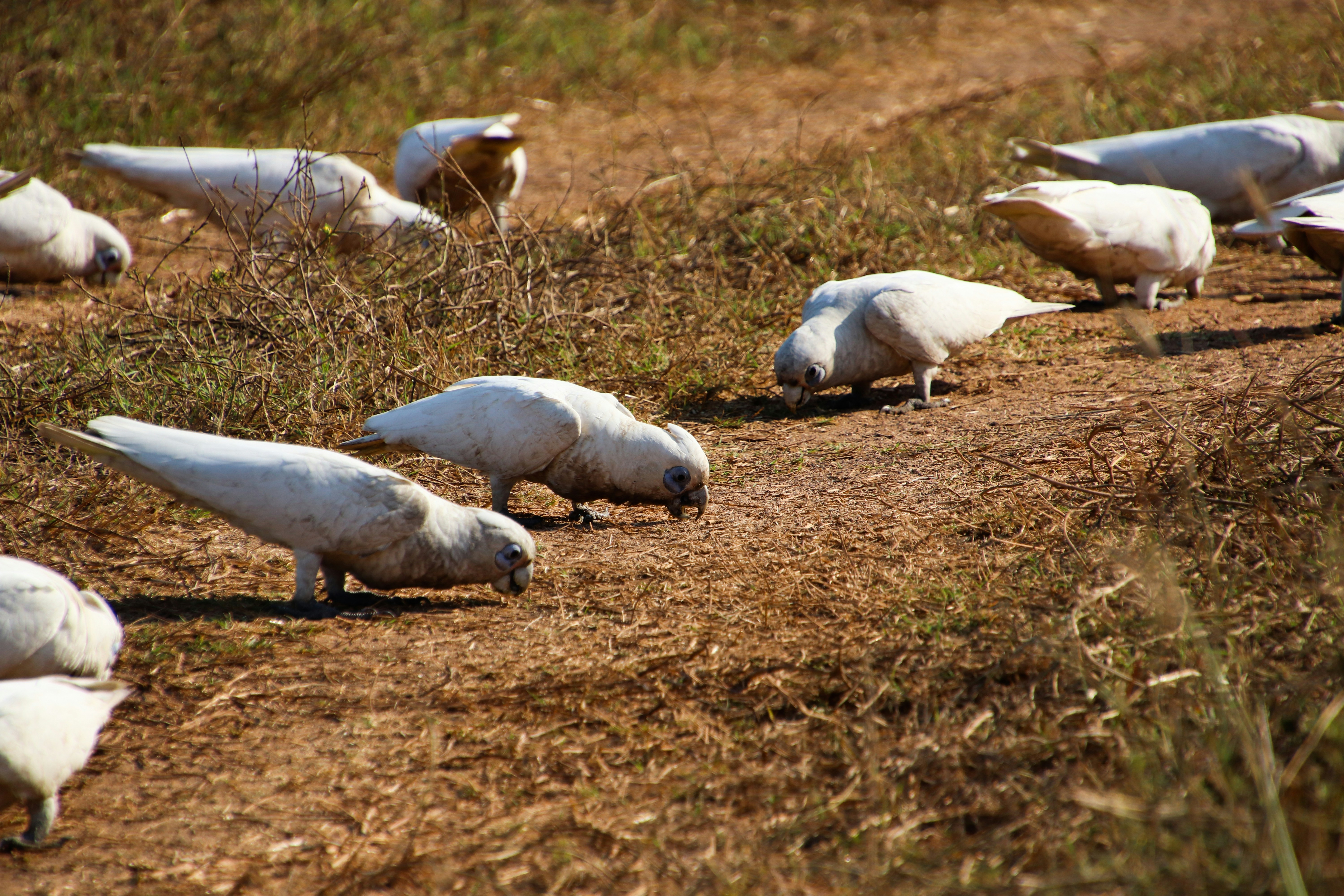 A Quiet Assembly: White Ibises foraging along sunlit dirt path