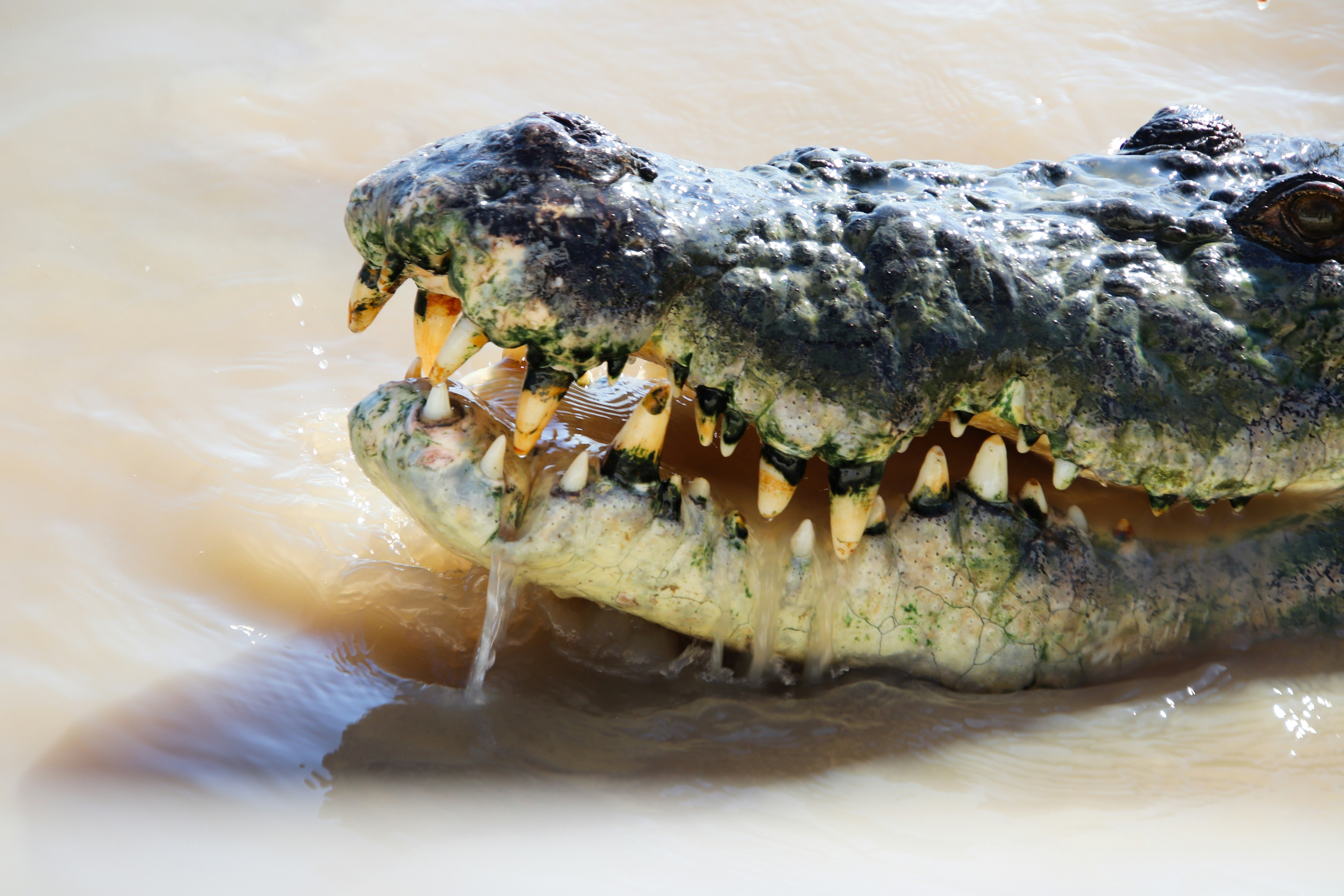 Close-up of a crocodile's open mouth revealing sharp teeth and textured skin, partially submerged in murky water.