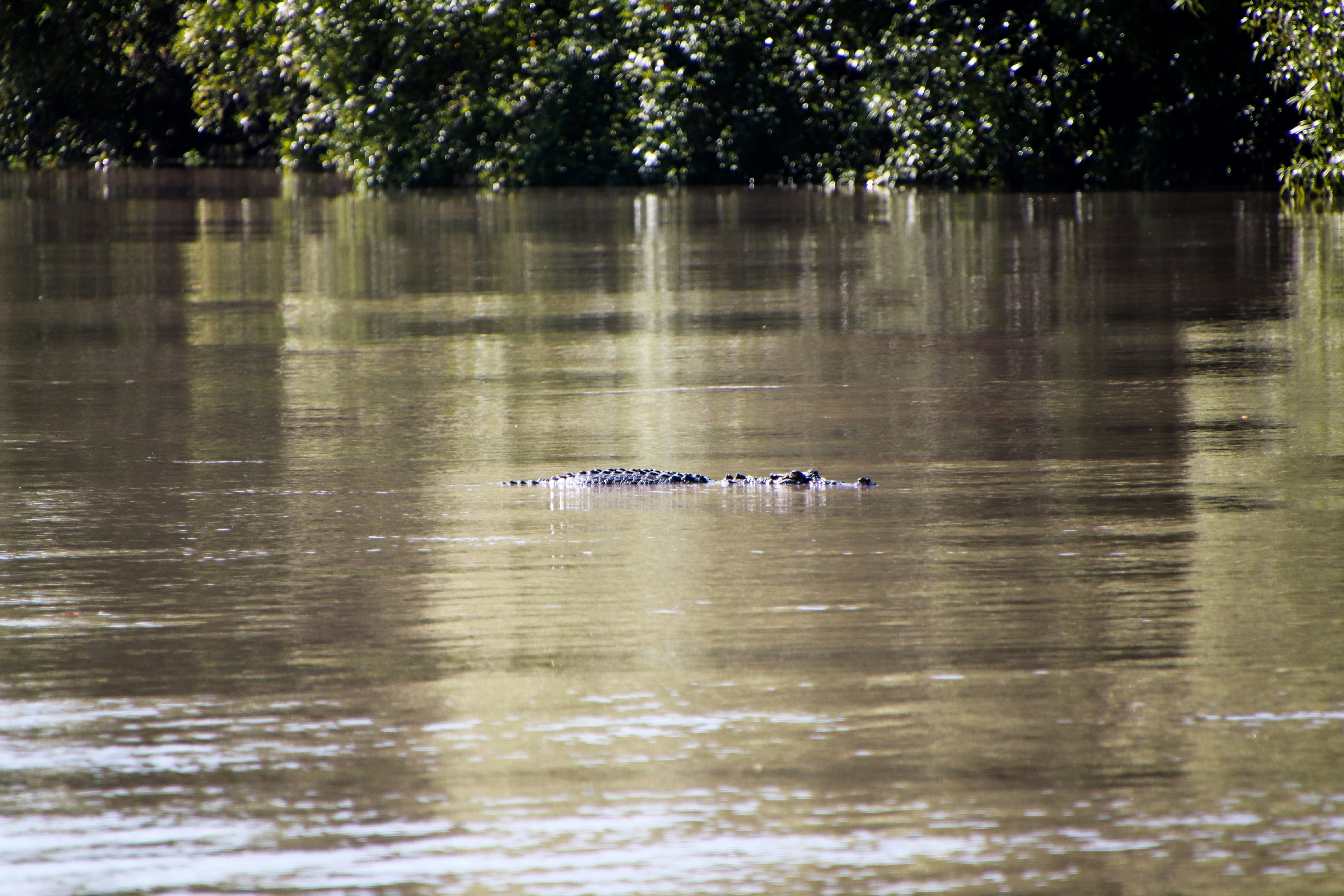 Mid-River Camouflage: Crocodile Quietly Poised Under Dappled Light