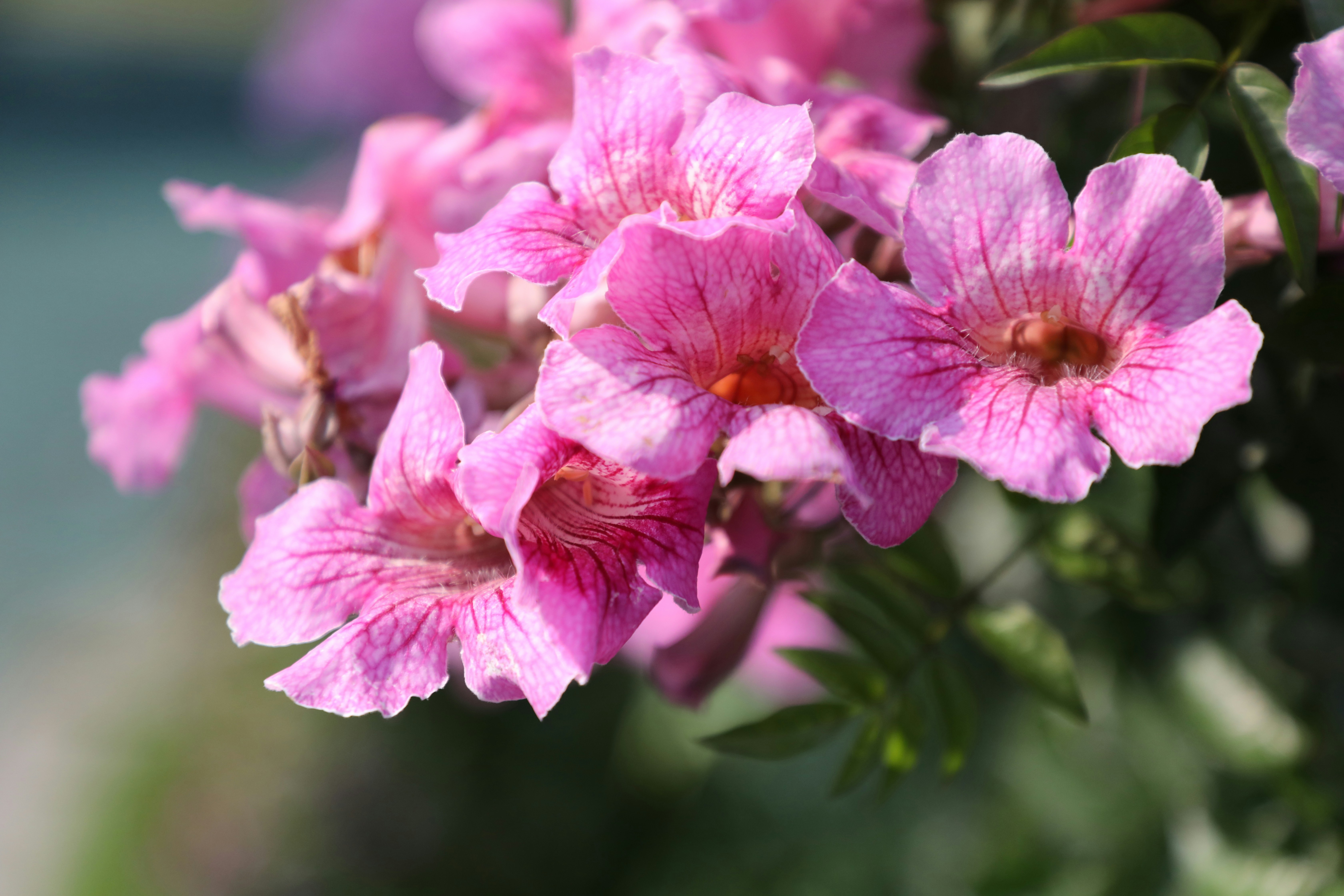 Un bouquet de fleurs roses qui fleurissent photo – Photo Parc de guiwan ...
