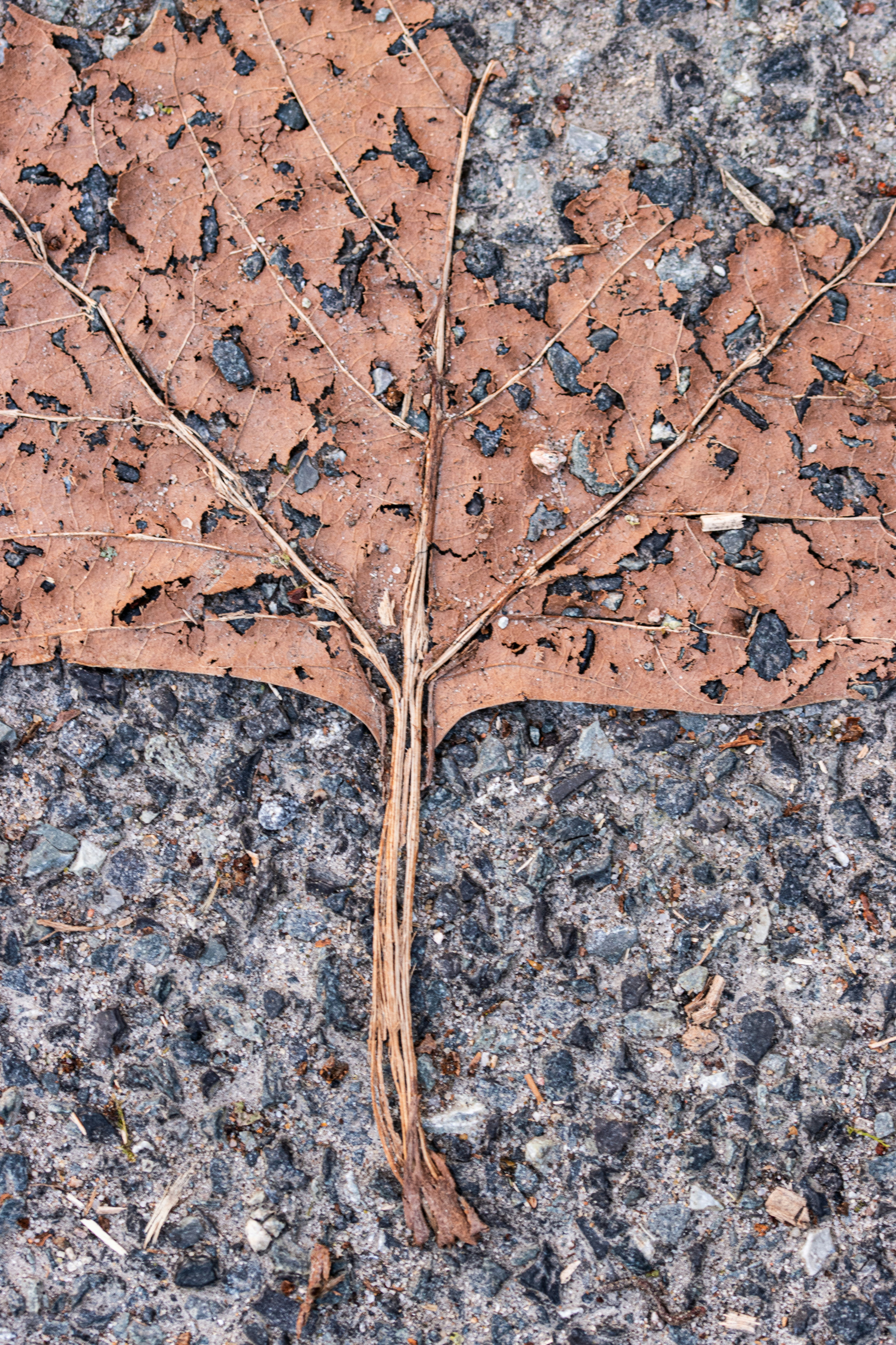 Nature's Mosaic: The Art of Decay