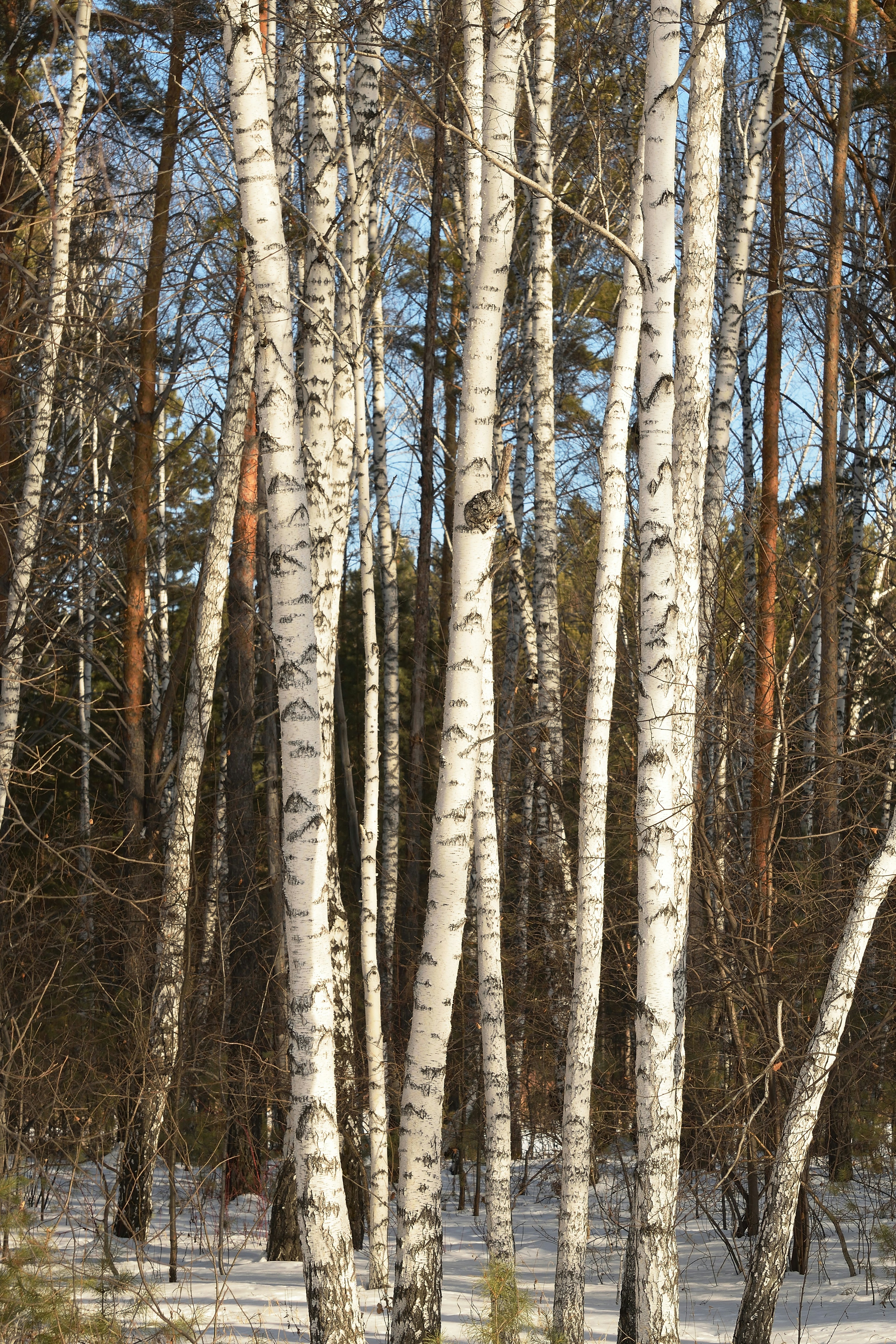 Tall white birch trees stand amidst a dense forest, their distinctive bark contrasting with the surrounding greenery and winter snow. The scene captures the serene beauty of nature.