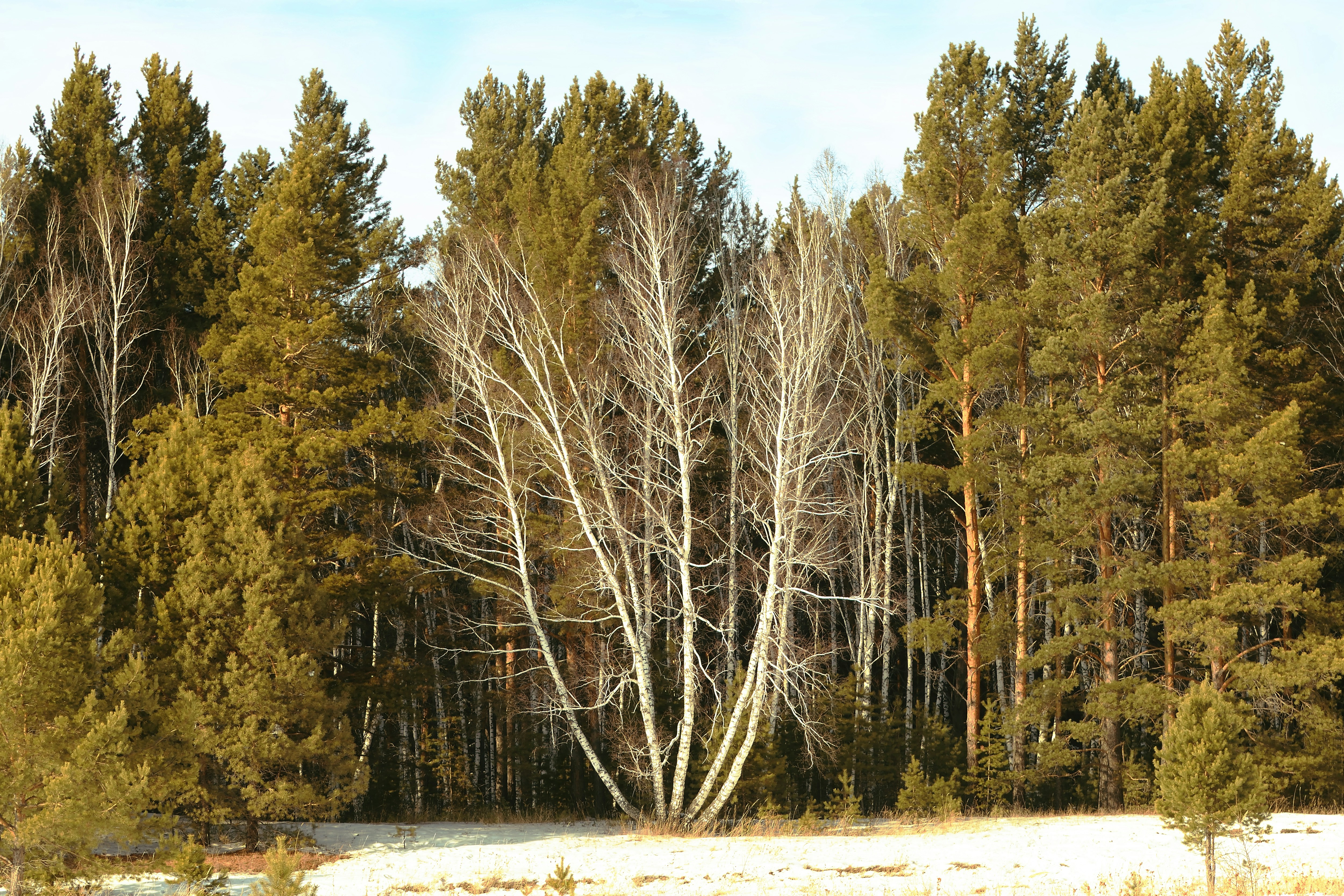 The Lone Birch Among Emerald Pines Under Winter Light
