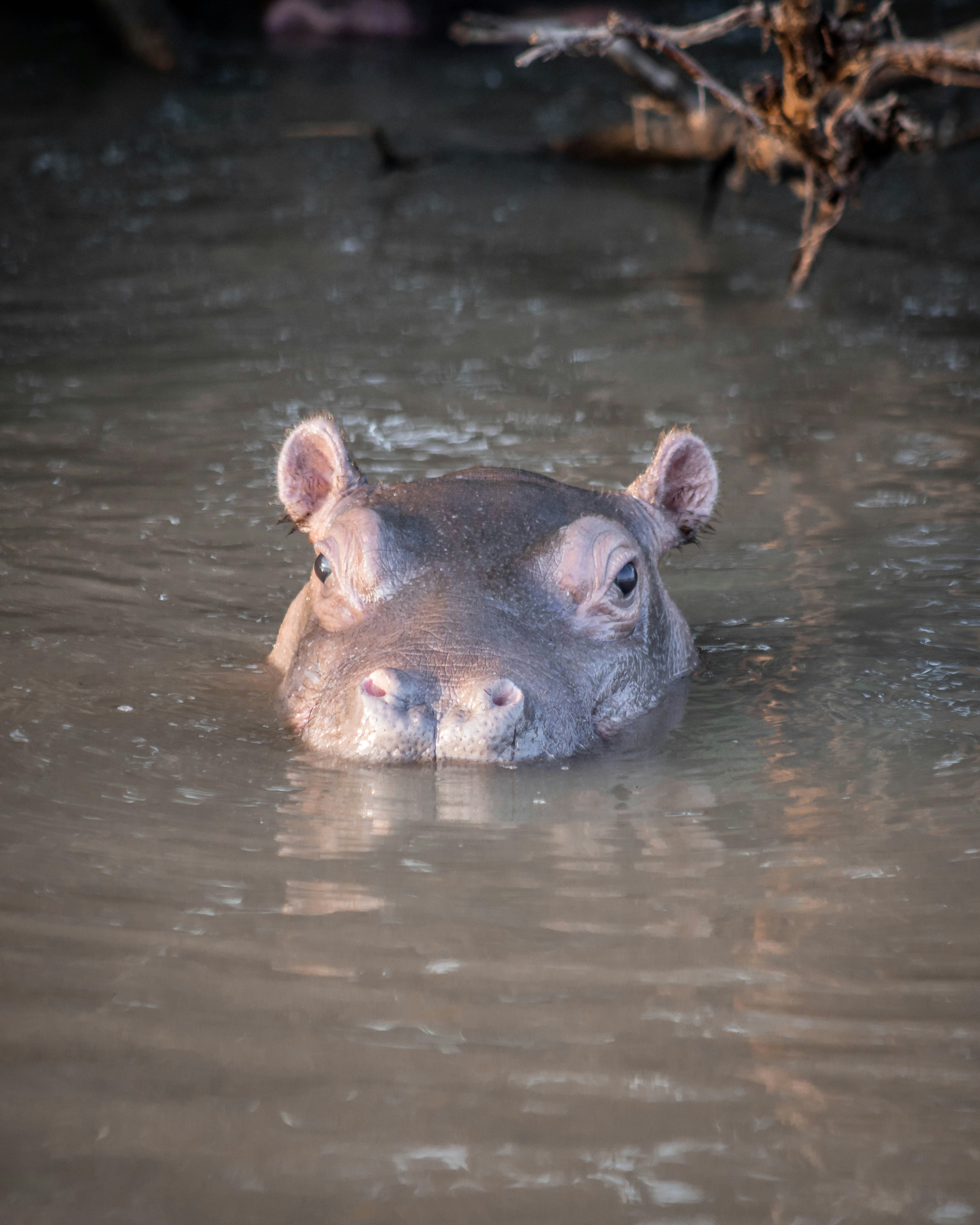 Baby Hippopotamus Wallpaper