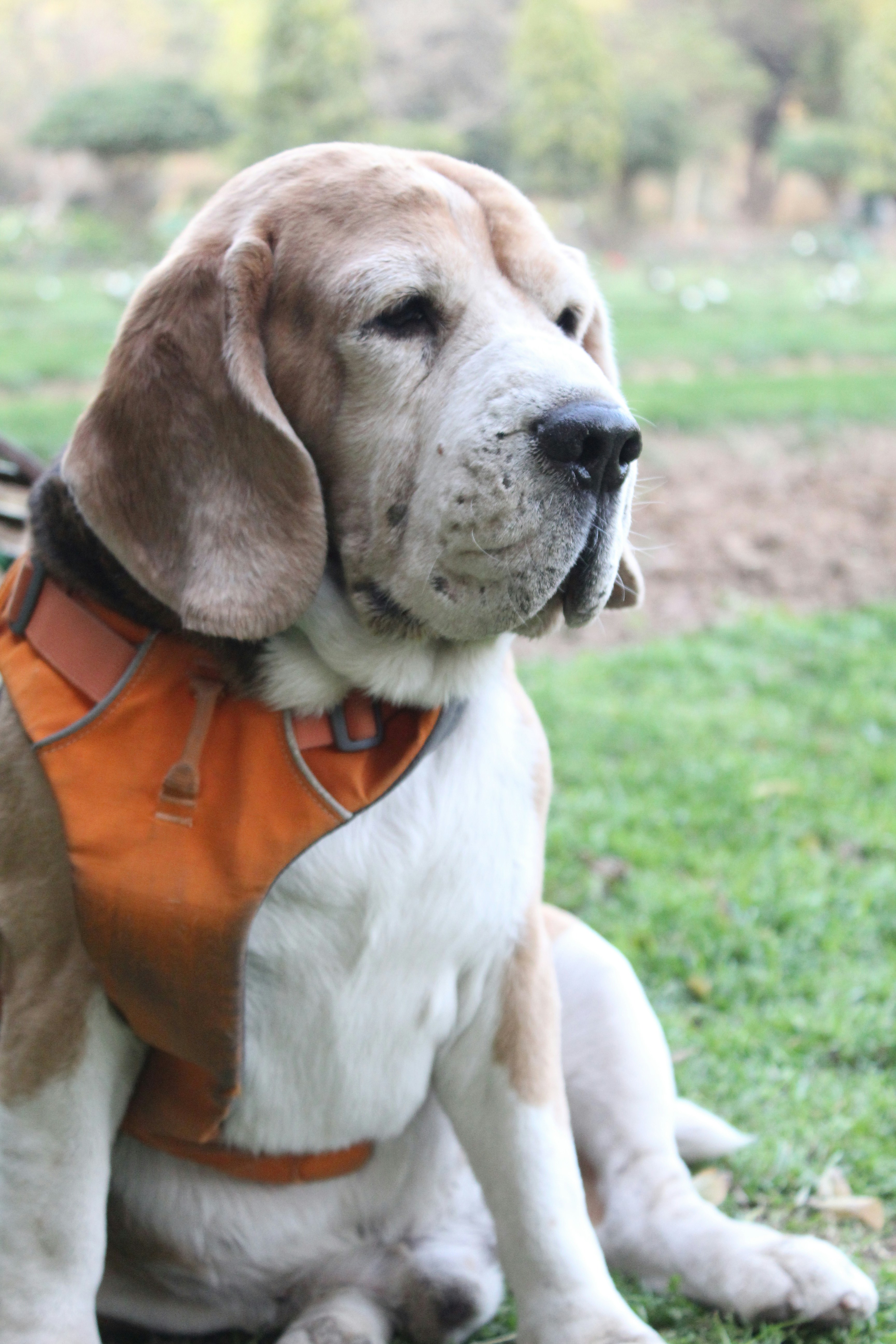 Gentle Guardian in Orange Harness Beneath a Quiet Park