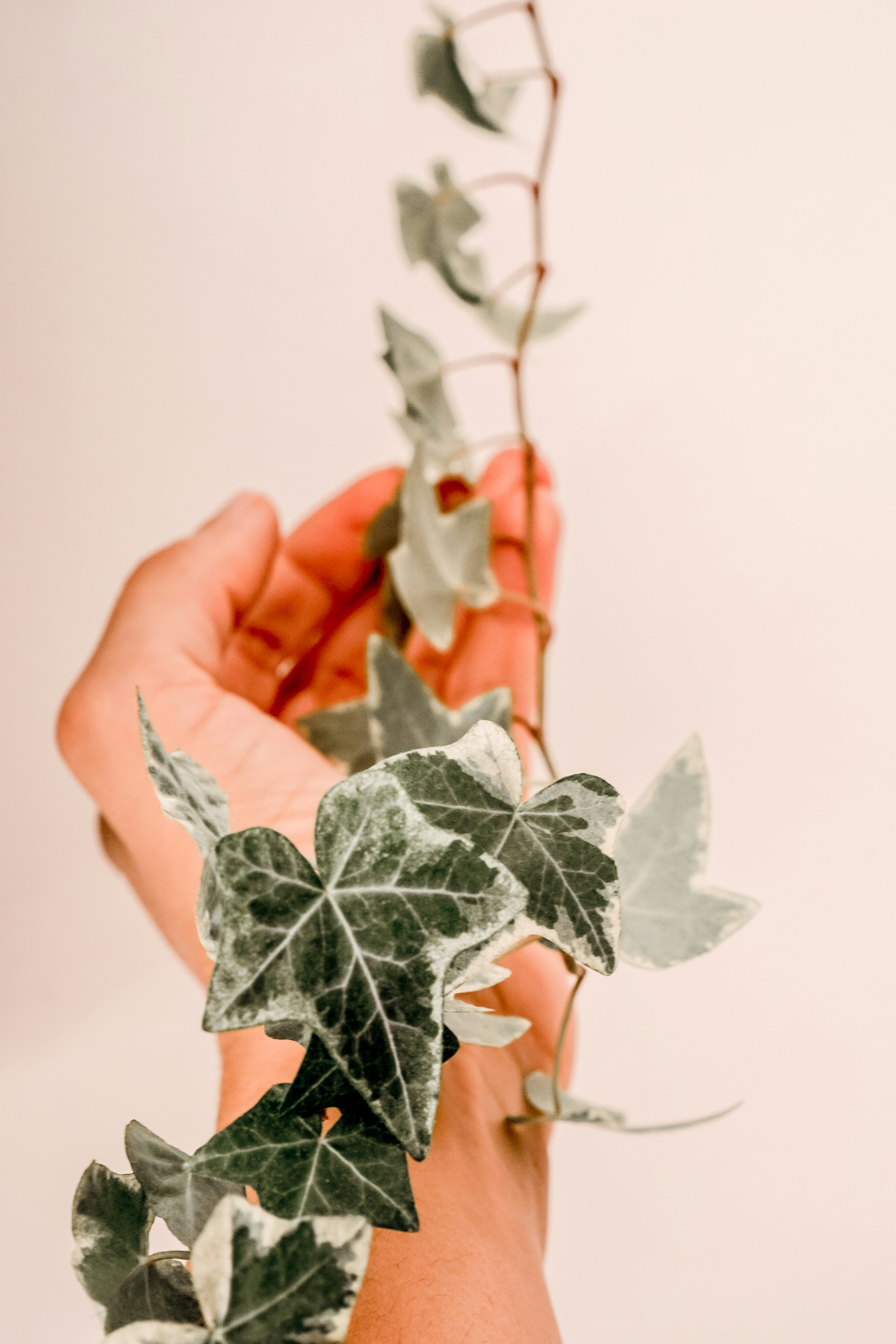 Ivy Fragments: A Hand Cradling a Cascade of Ivy Veins