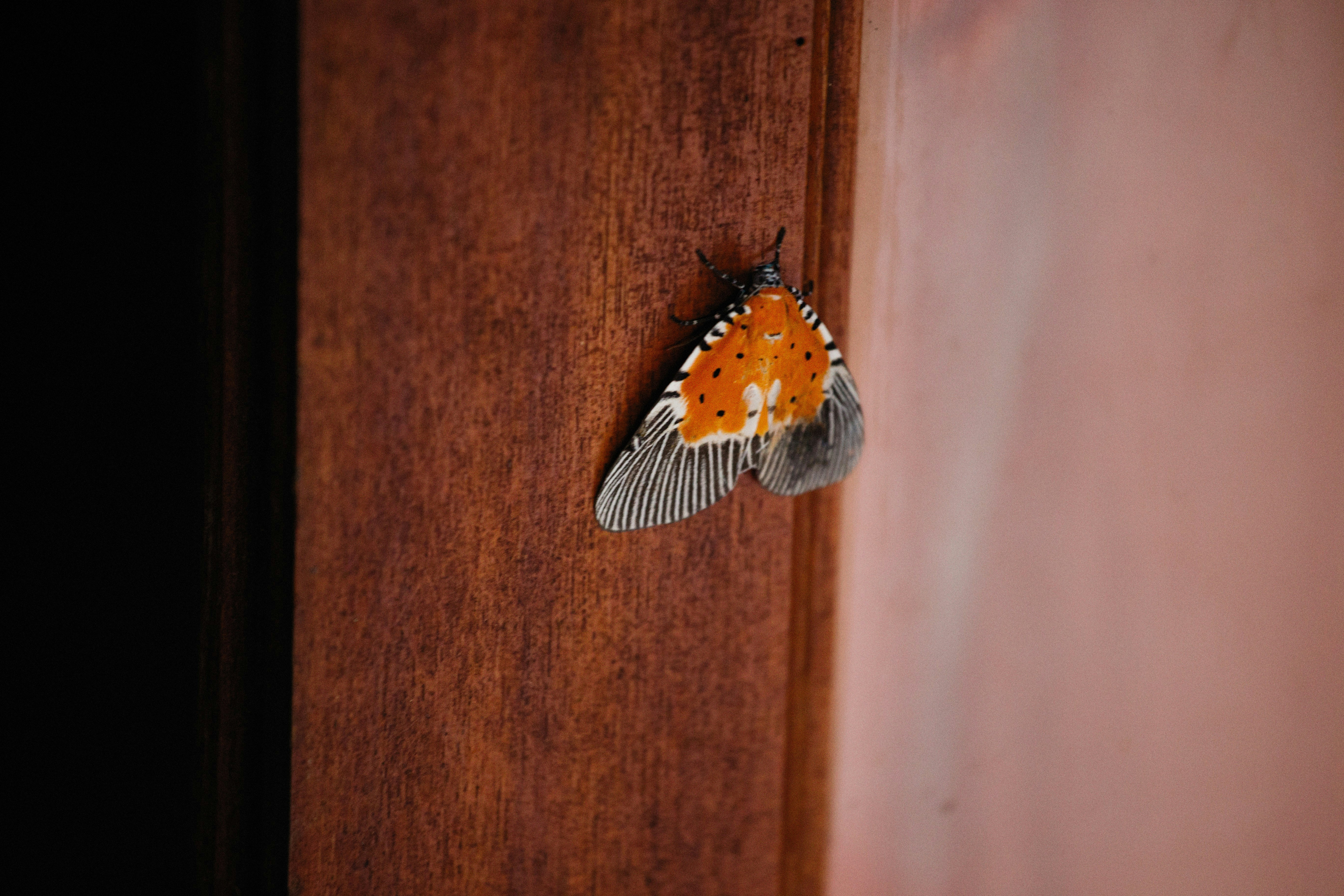 A vibrant butterfly with orange and black markings rests against a wooden surface, showcasing its intricate patterns and colors.