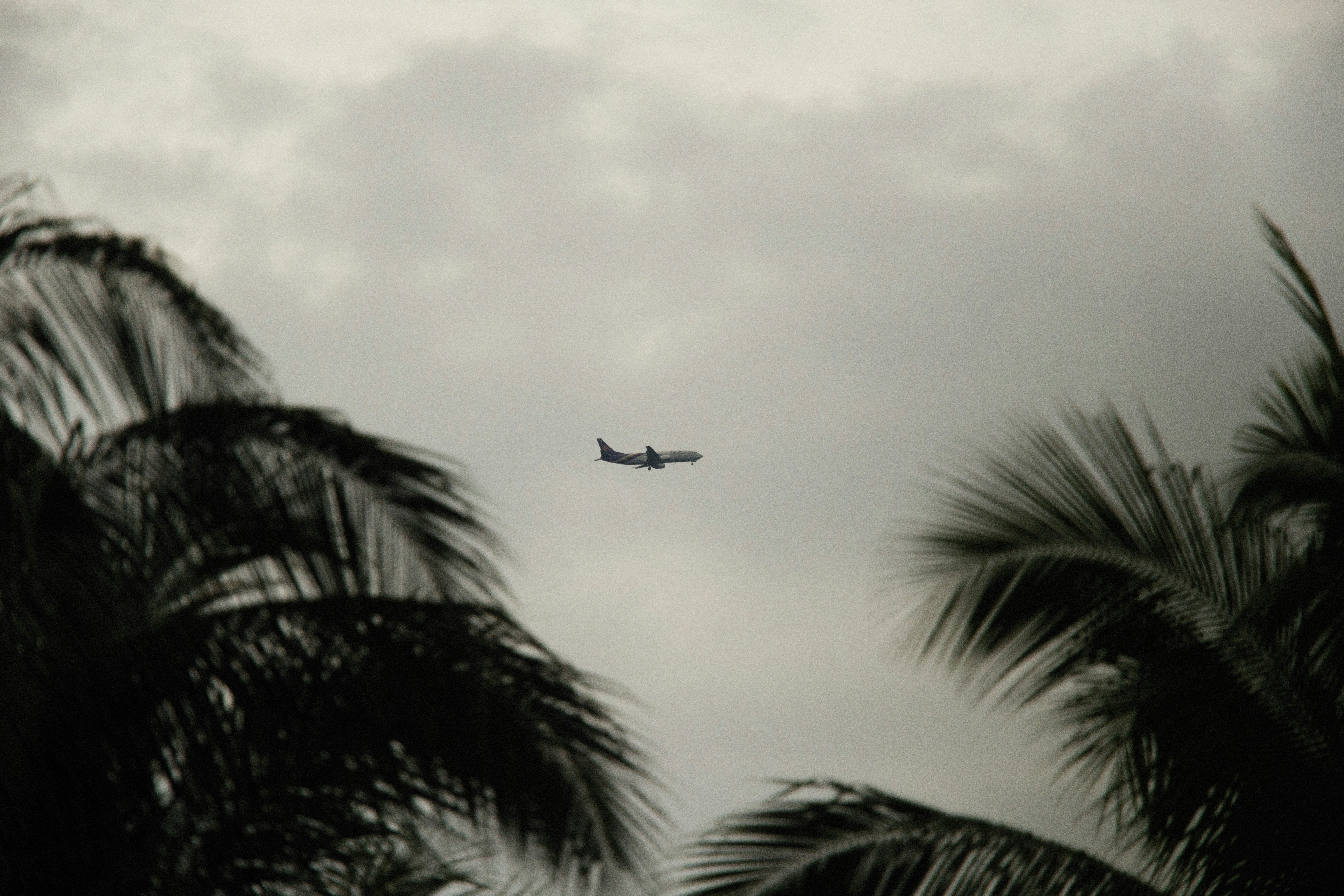 Floating Speck Above the Palms